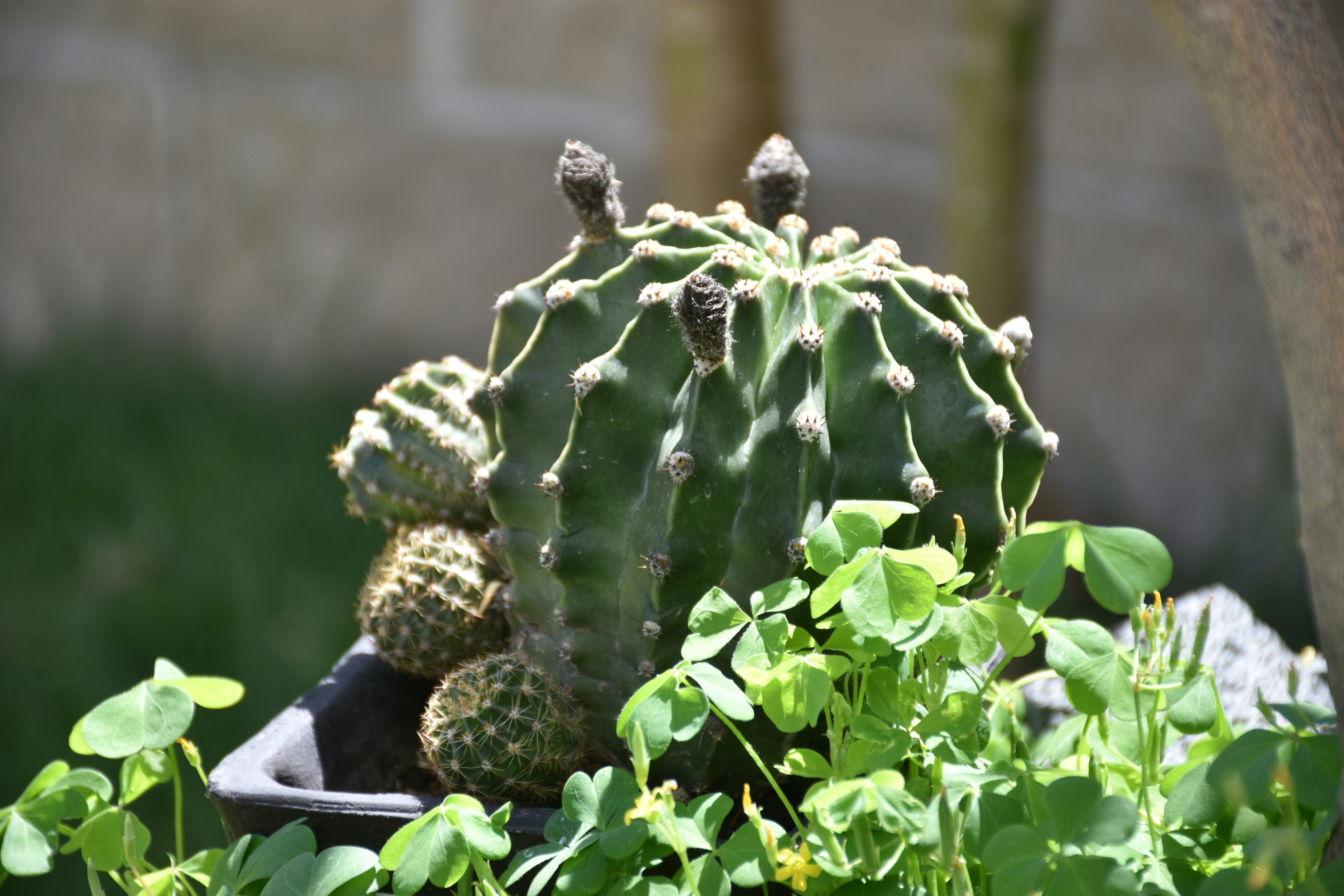 Emerald Center: A Succulent Parade among Green Leaves