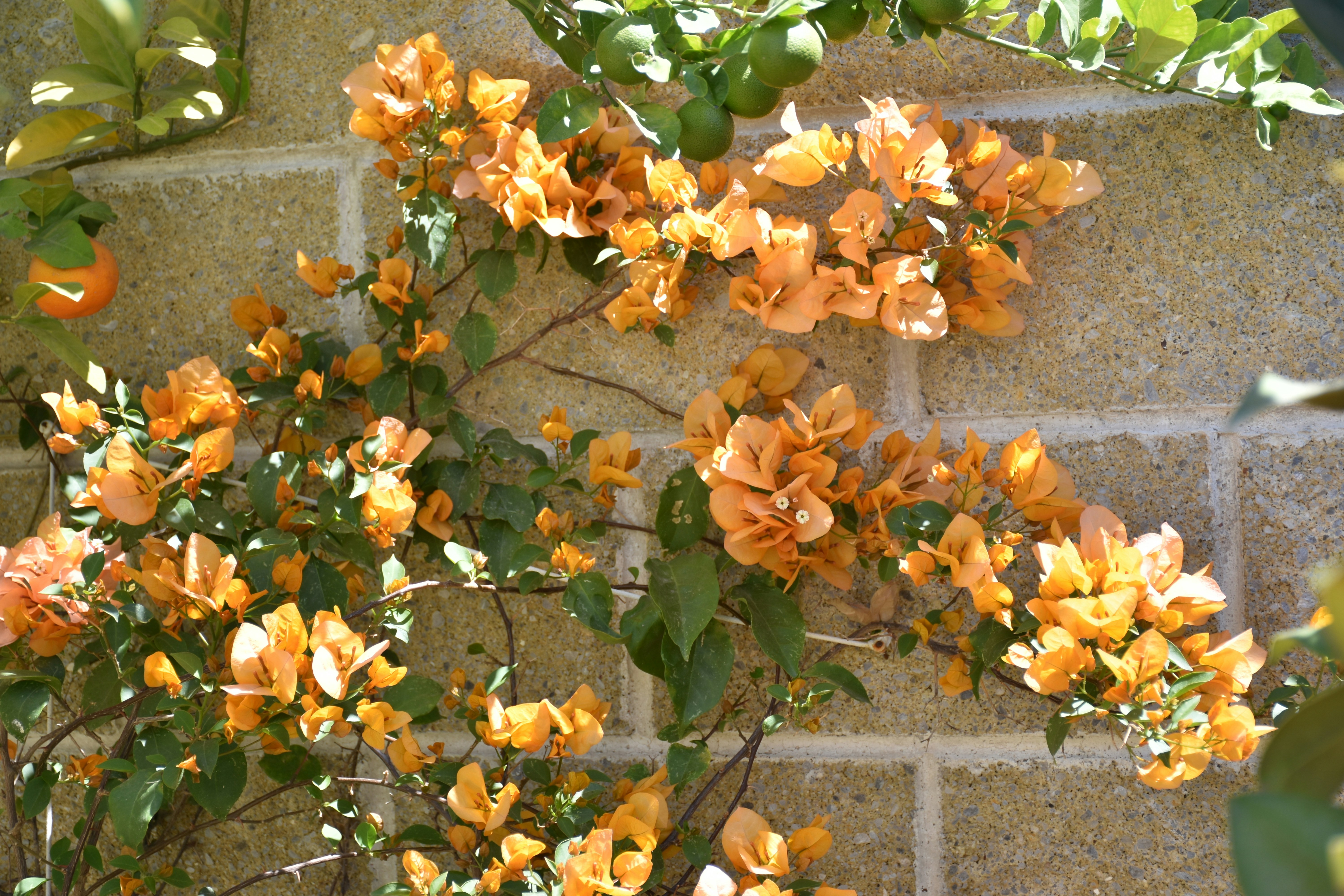 Warm Bougainvillea on a Sunlit Brick Wall
