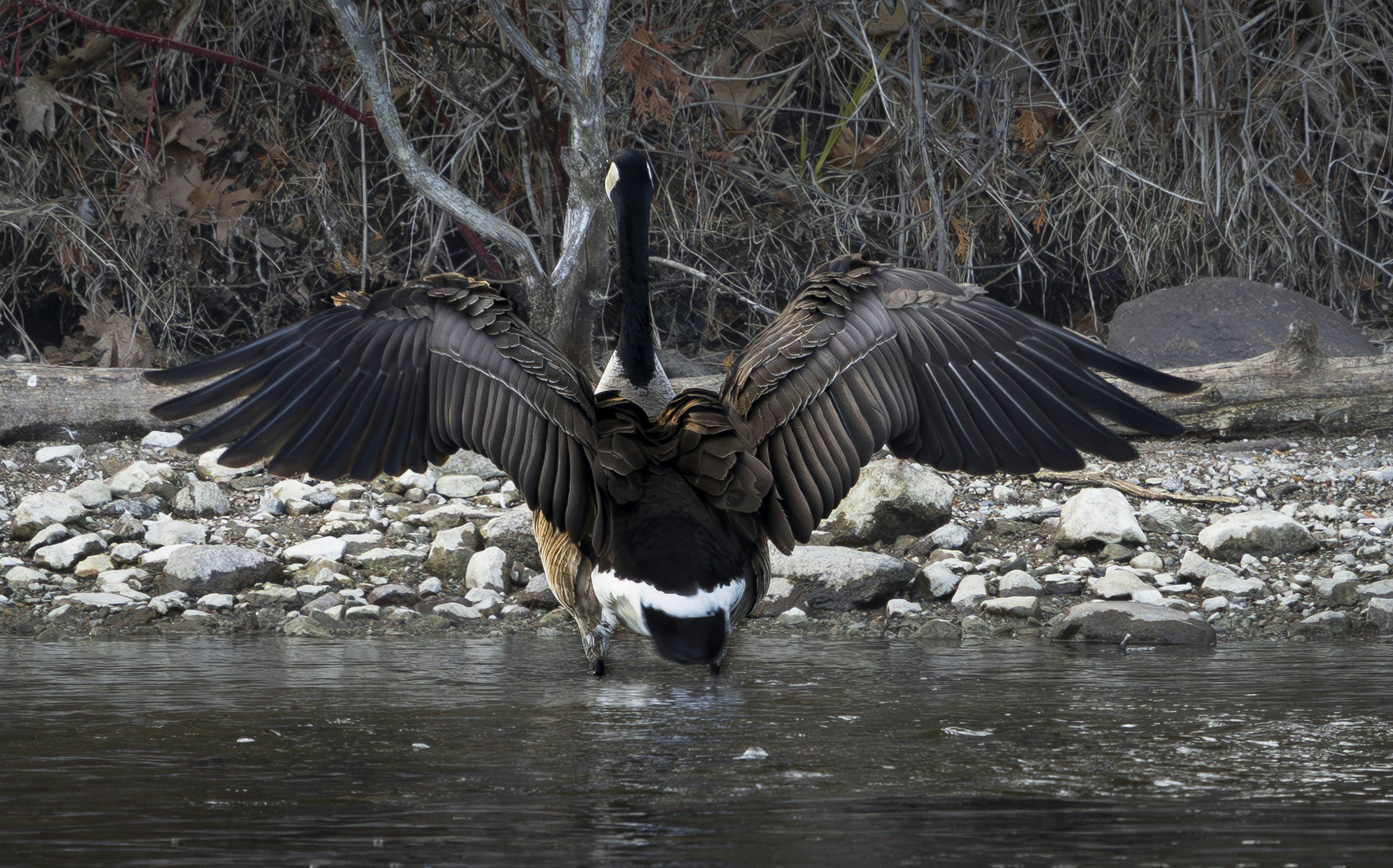 Wingbeat Standoff at the Riverbank