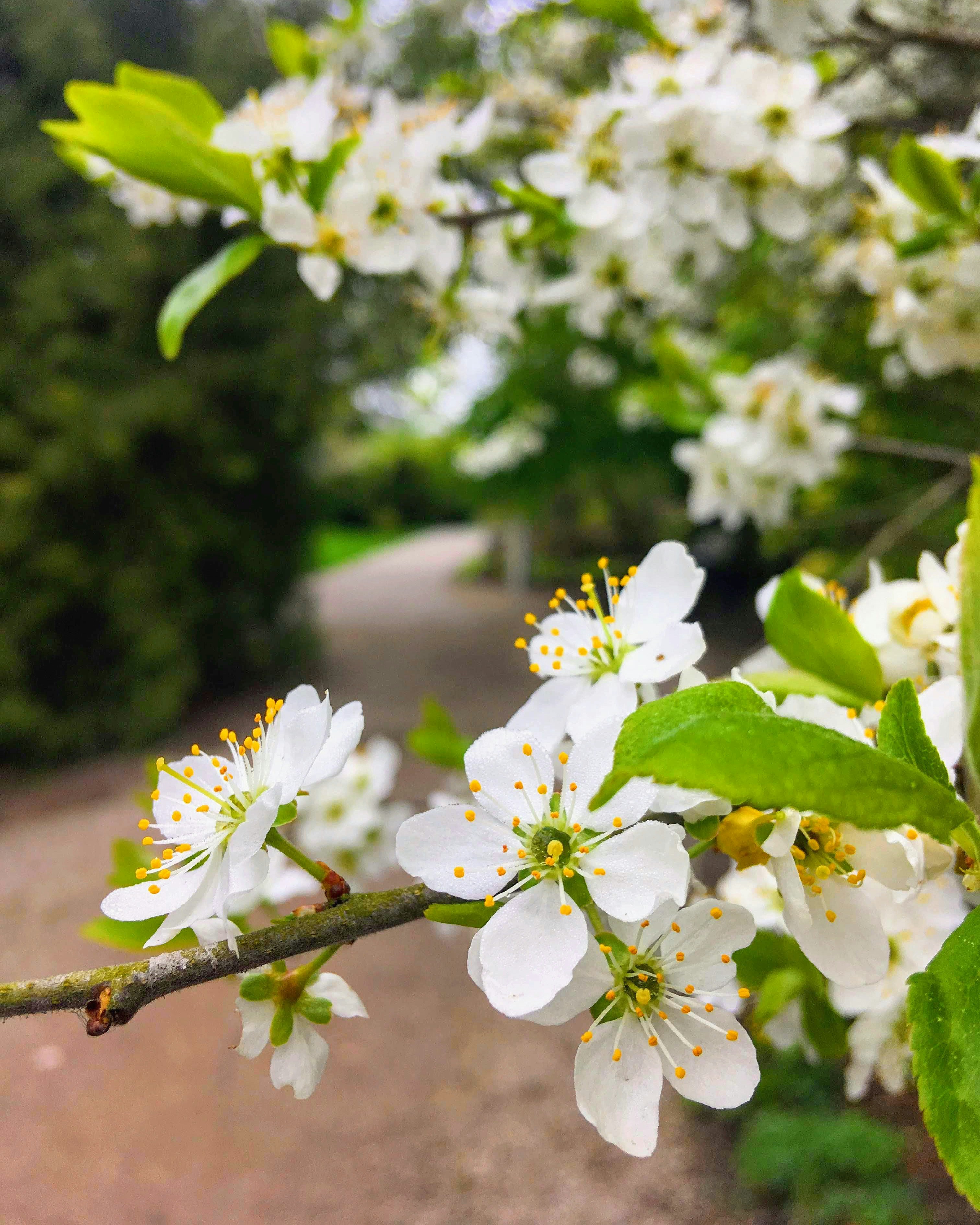 Blossoms on a Quiet Path