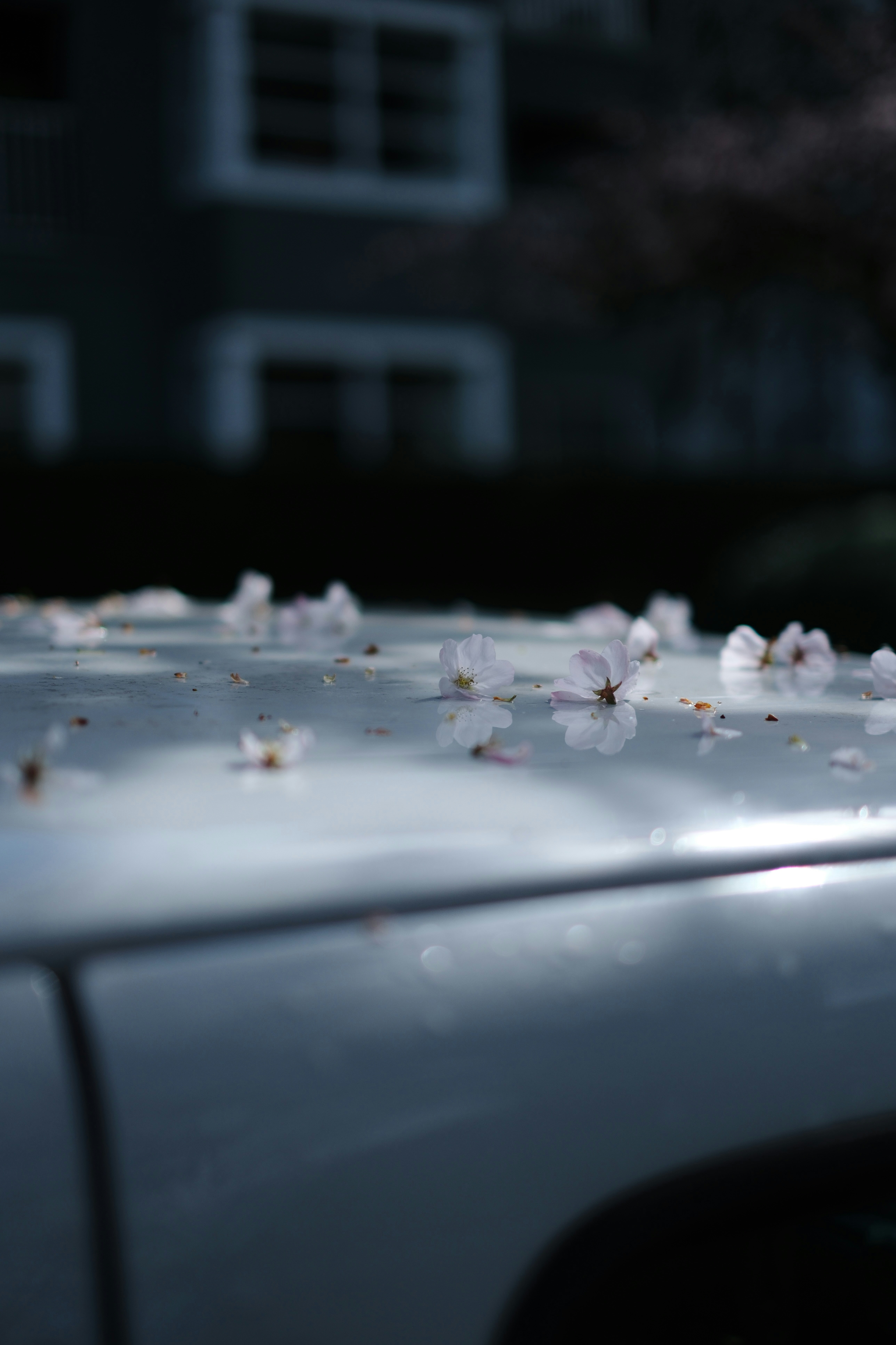 Petals on a Quiet Hood: A Moment of Gentle City Stillness