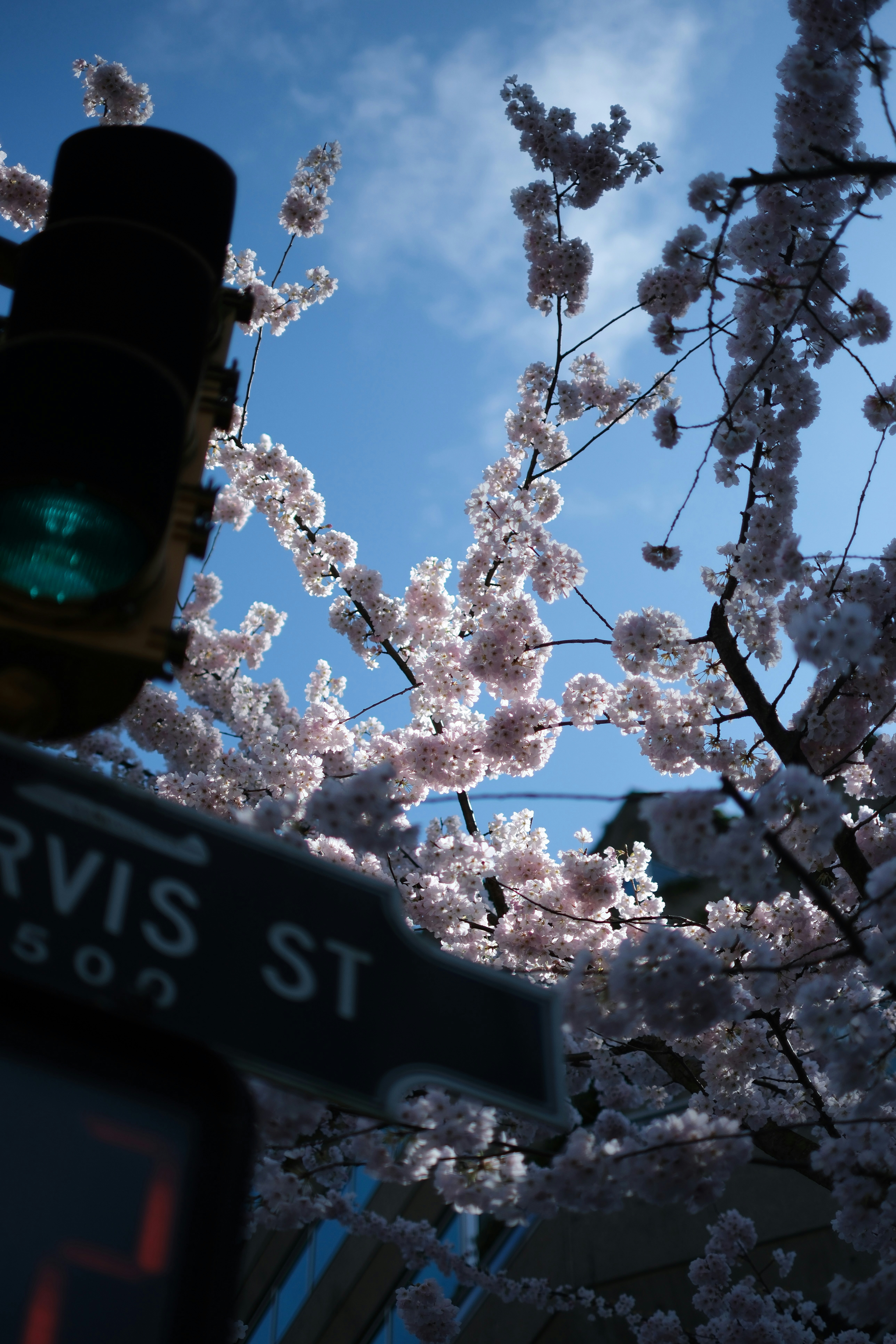 Crimson Bloom Over Street Signals