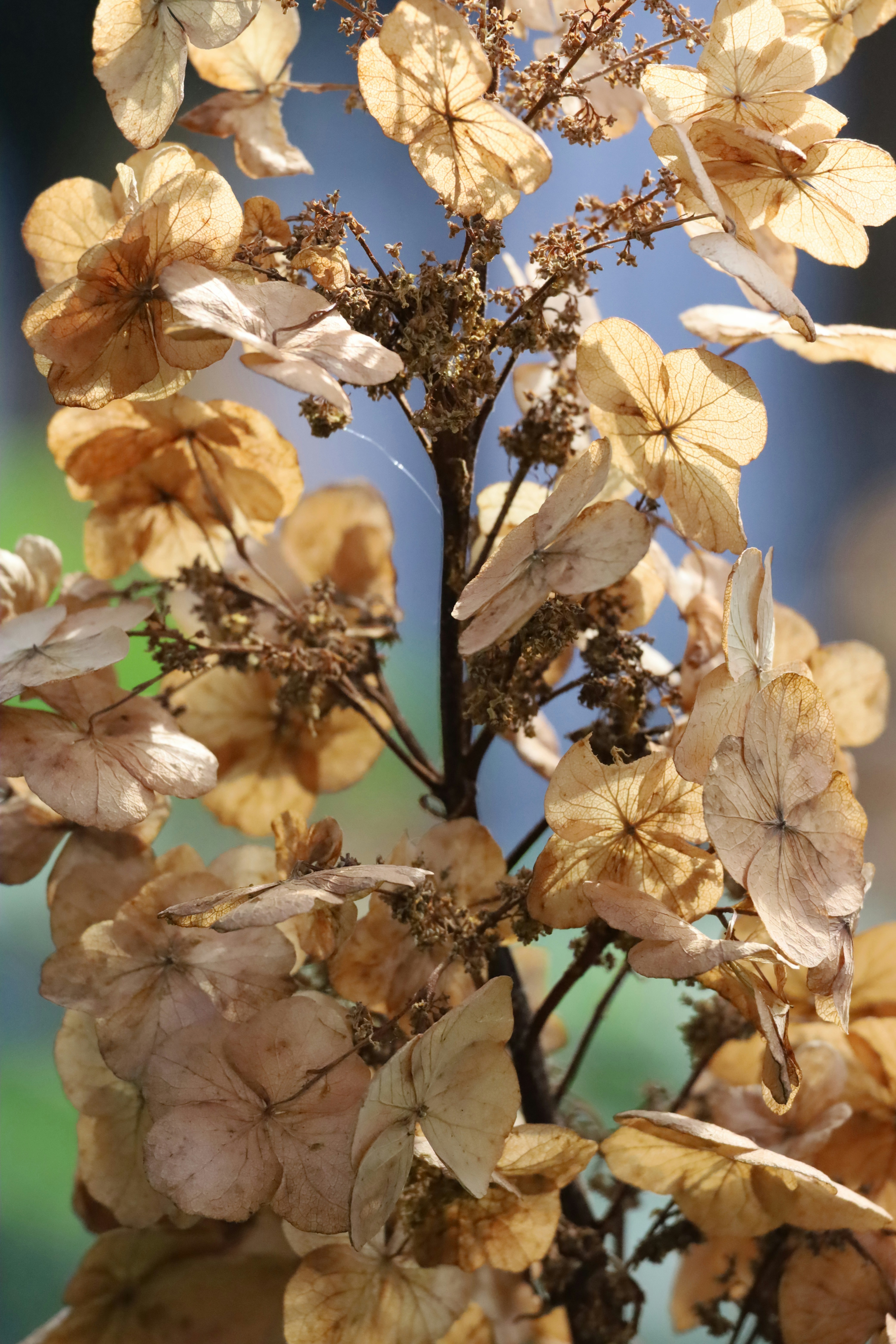 Withered Hydrangea Blooms in Soft Focus Garden Light