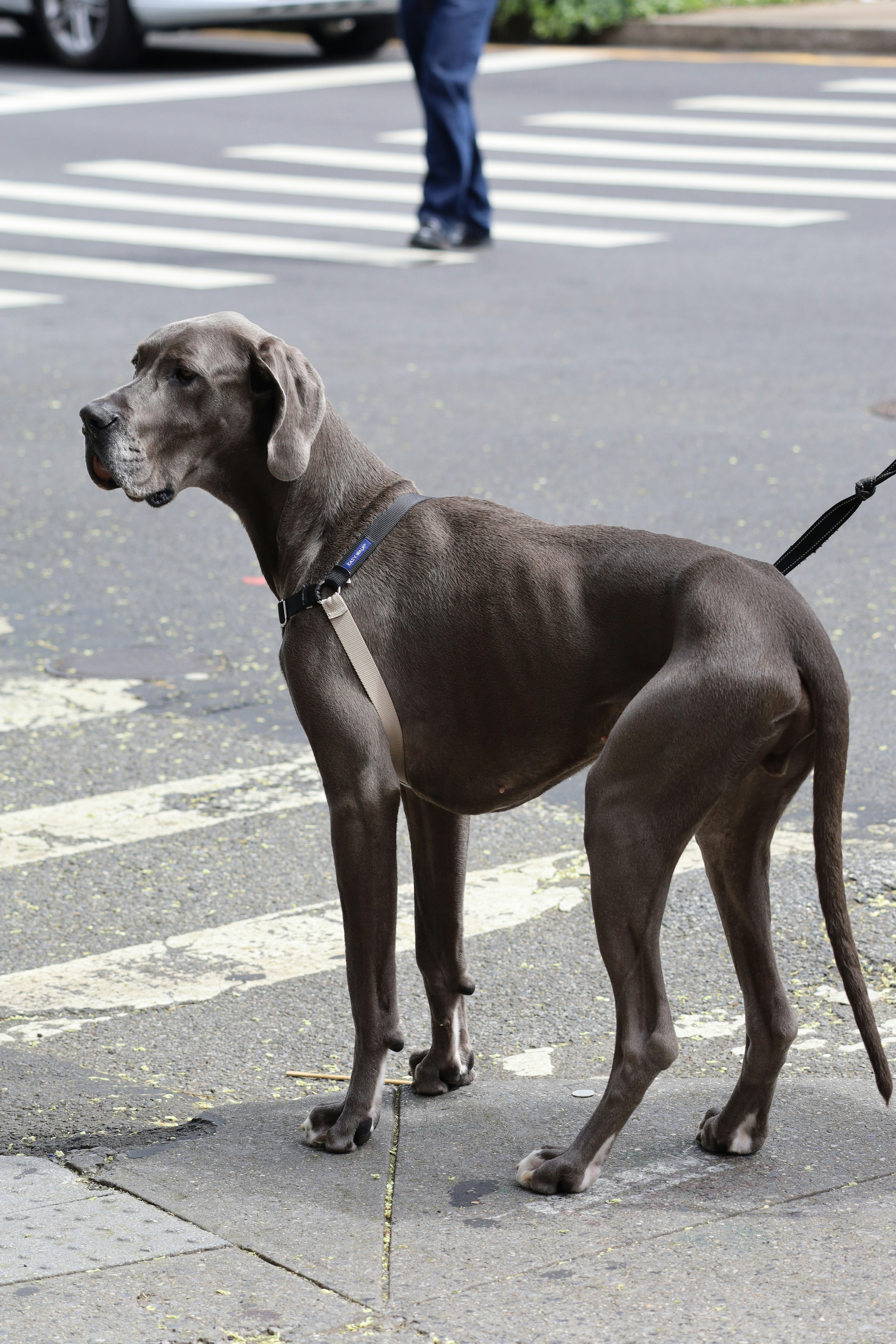 Greyhound in Morning Street: Watchful Pause by the Pedestrian Crossing
