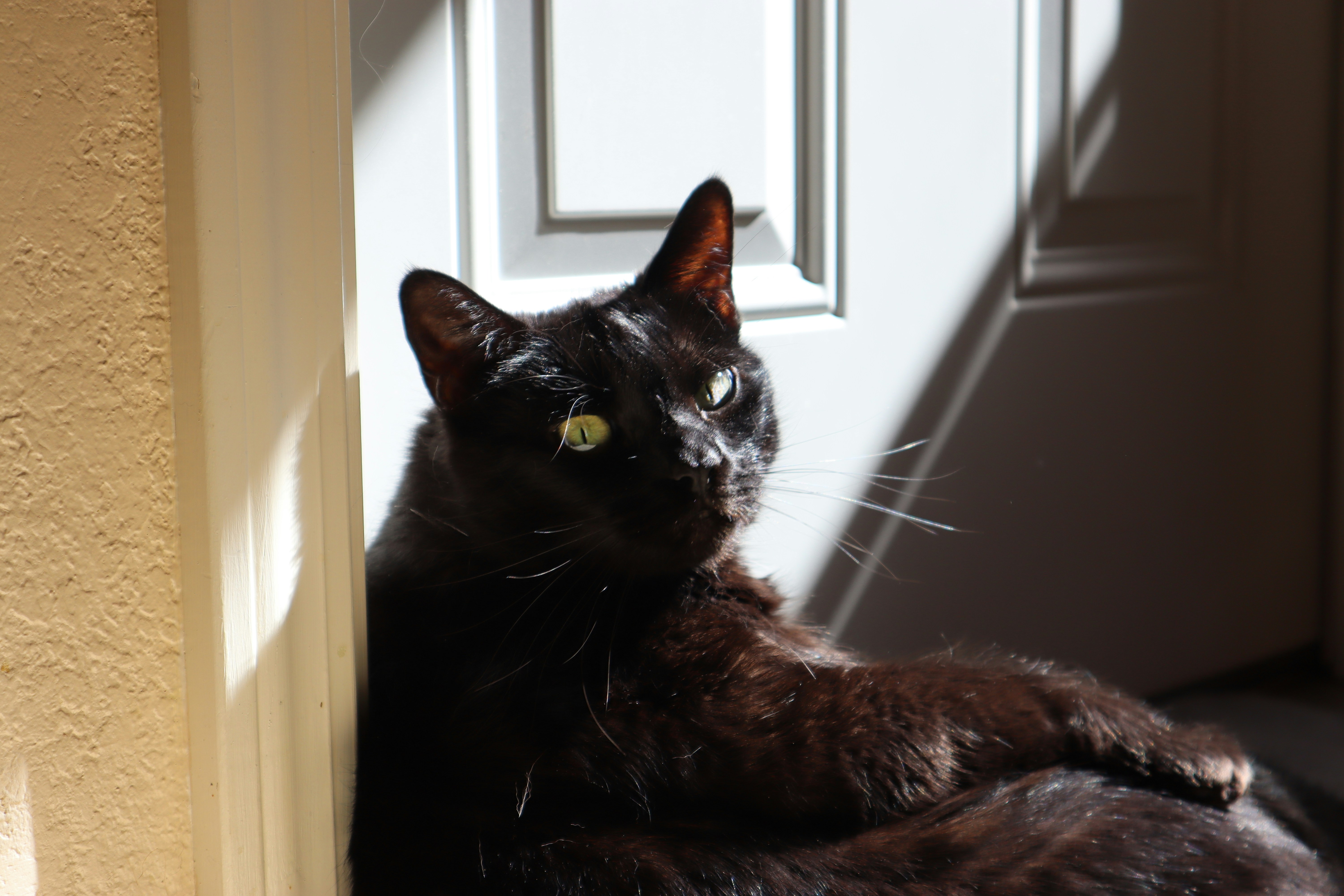 Sunlit Sable: A Black Cat Resting in Quiet Doorway Light