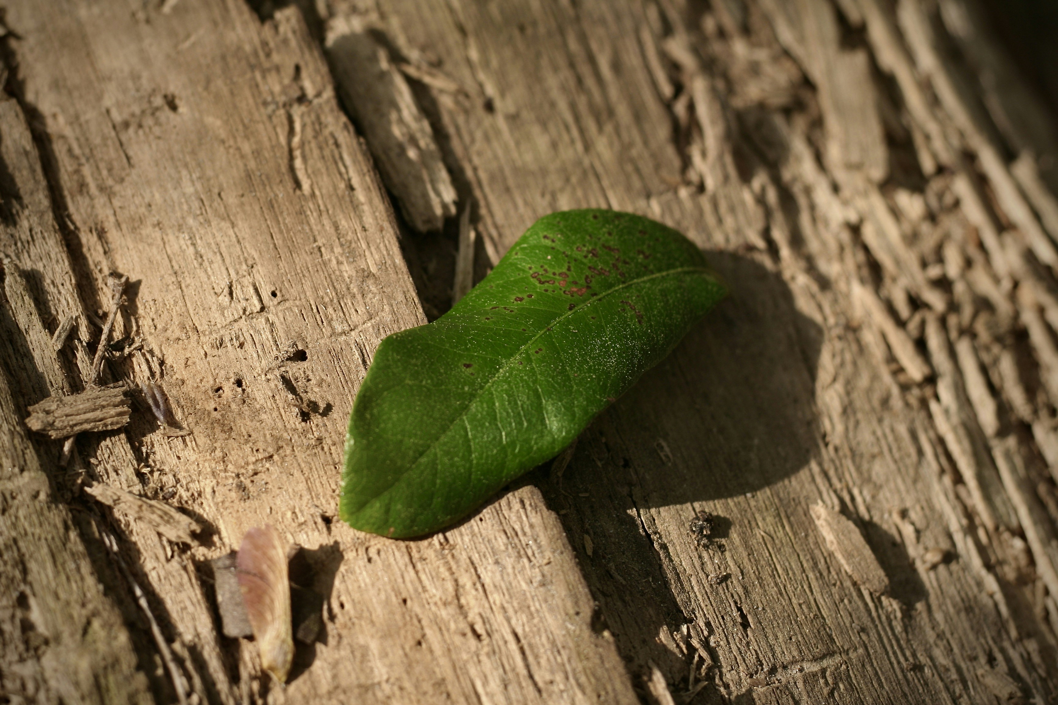 Leaf on Weathered Wood: Green Contrast in Sunlit Grain