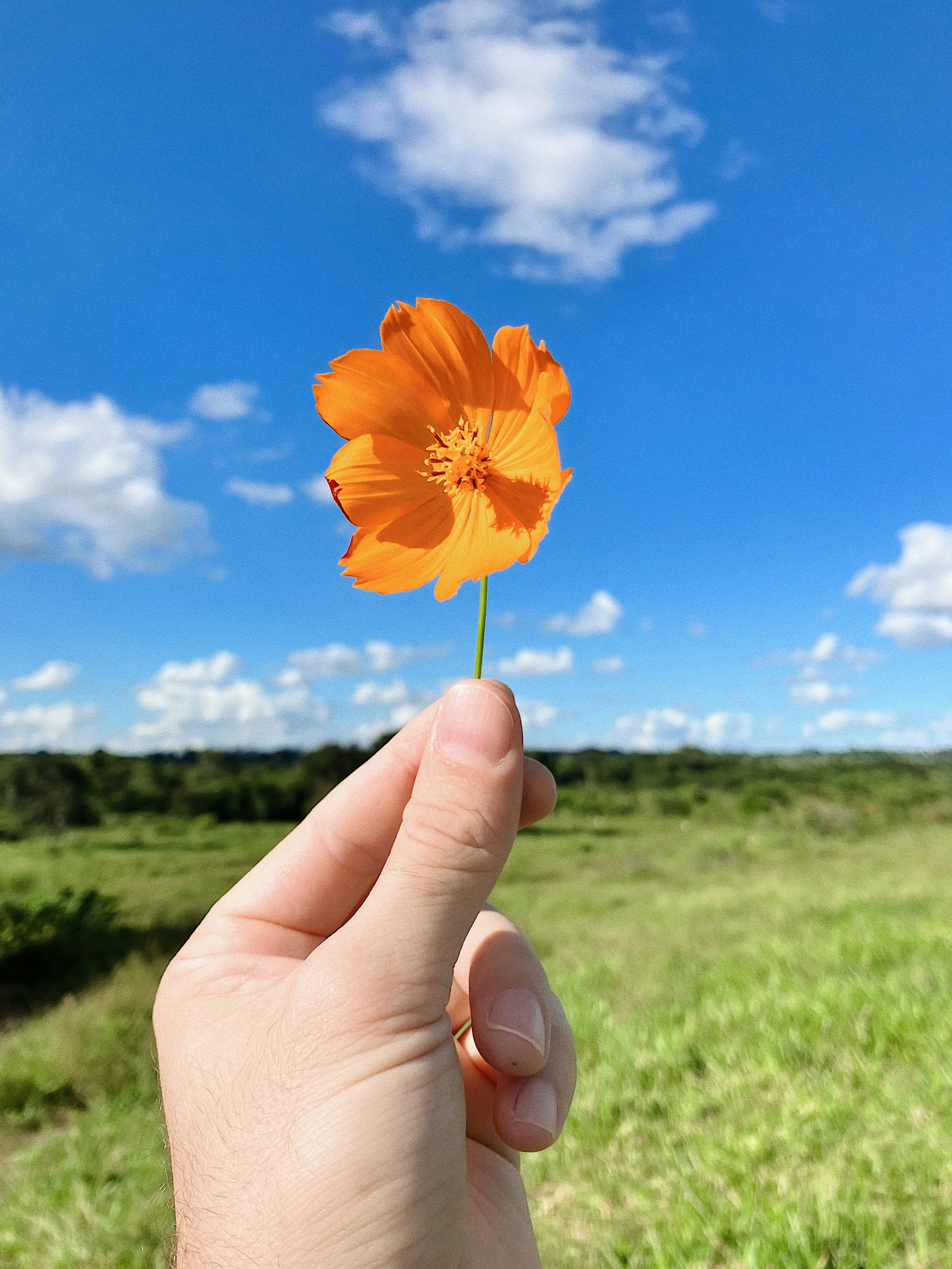Orange blossom on a delicate stem held against a wide blue sky