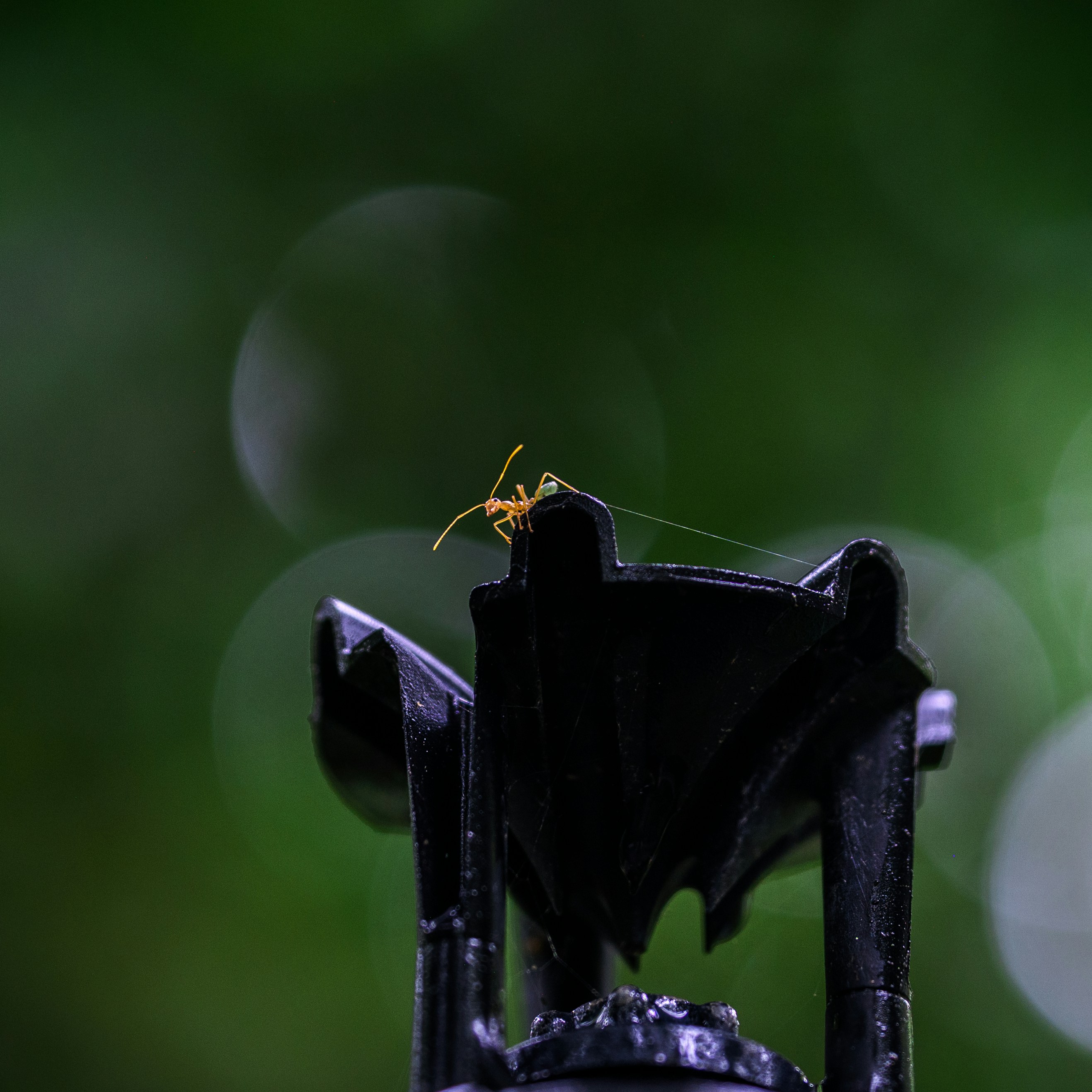 Spider on a Dusk-defined Web: A Delicate Moment of Precision