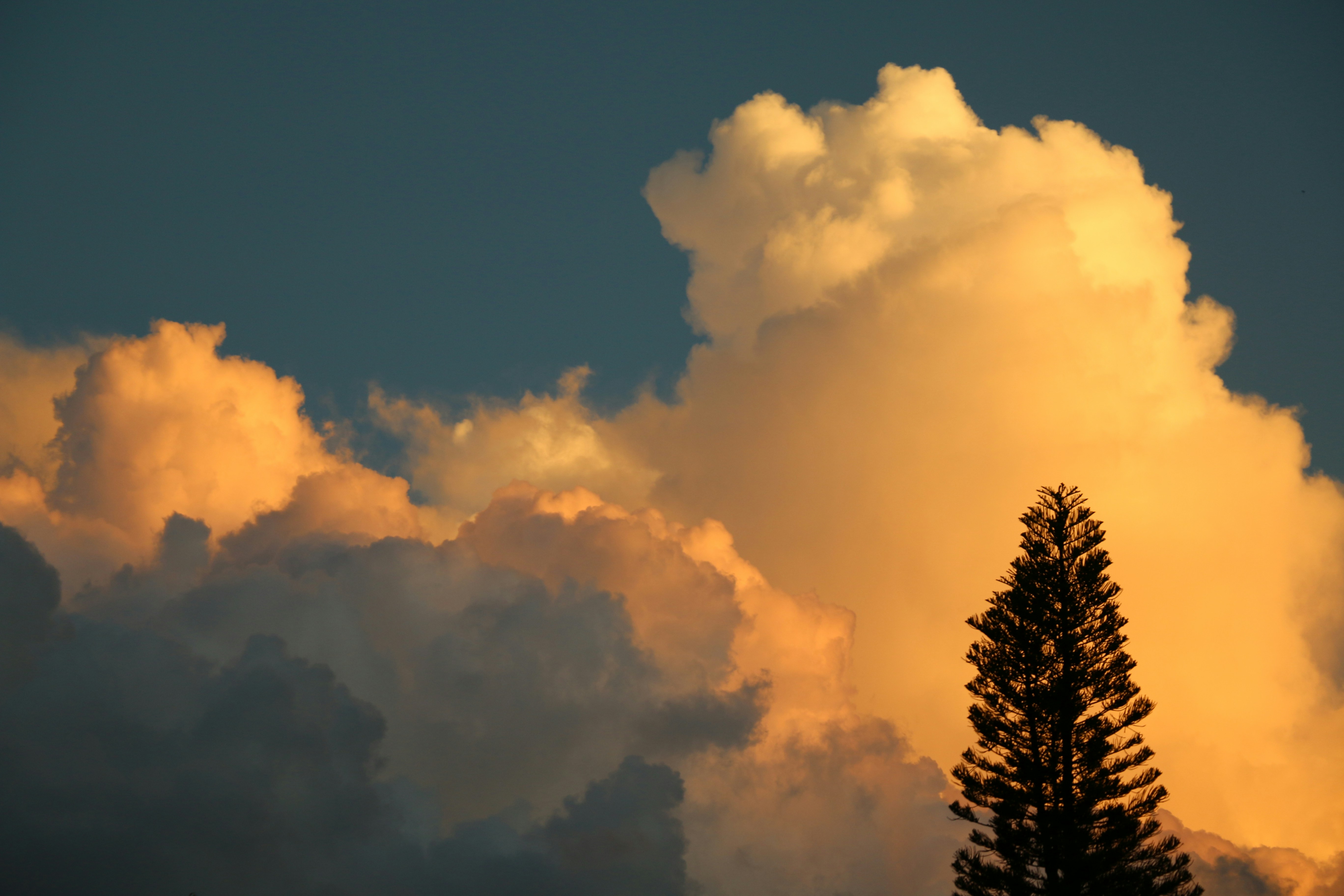 Sunlit Cloud Monument Over a Silhouetted Pine