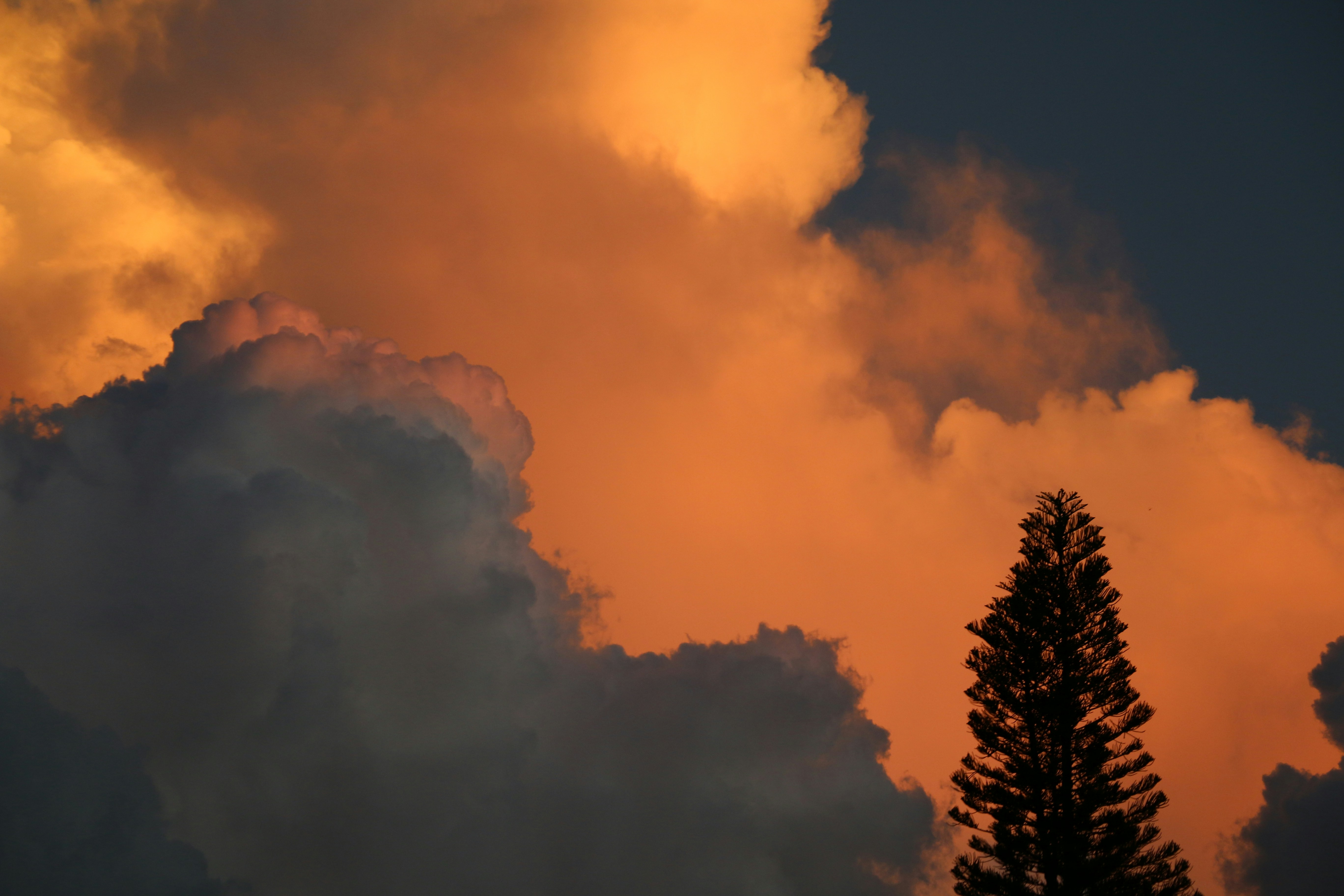 Golden Cloud Crest Over a Silhouette Pine