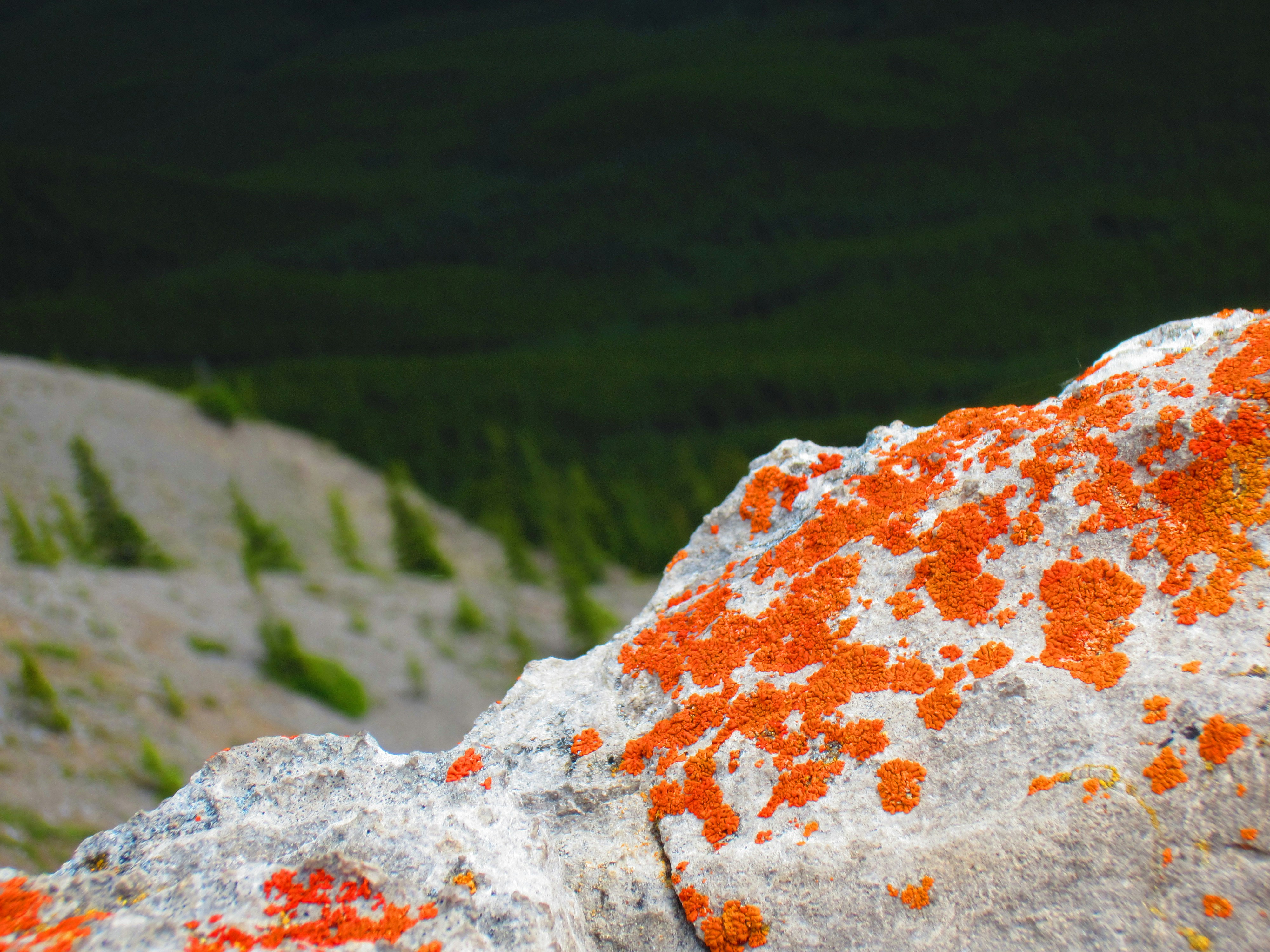 Orange lichen on a rock with forest background