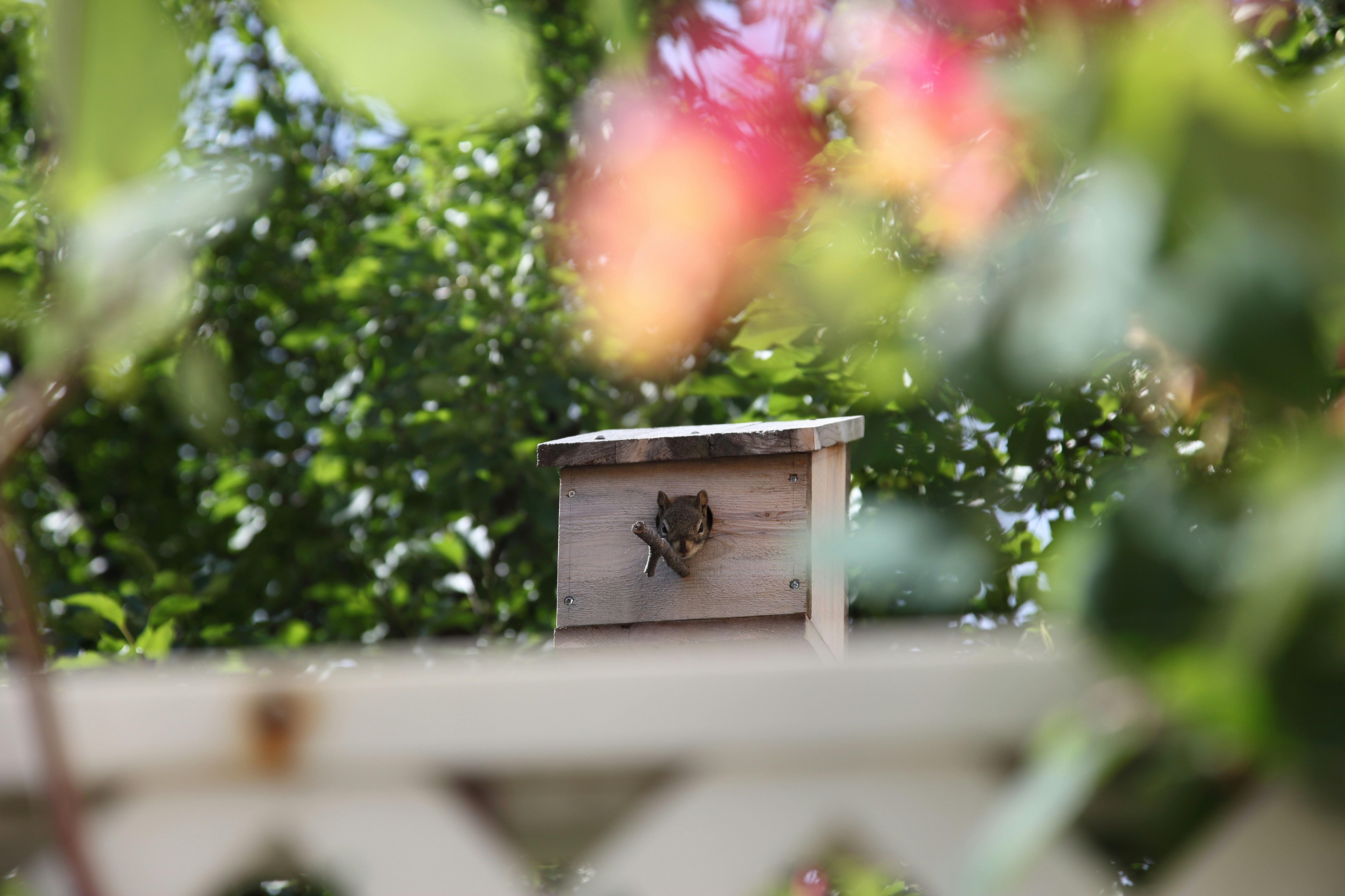 Wooden Nest Box in a Lush Garden Blur