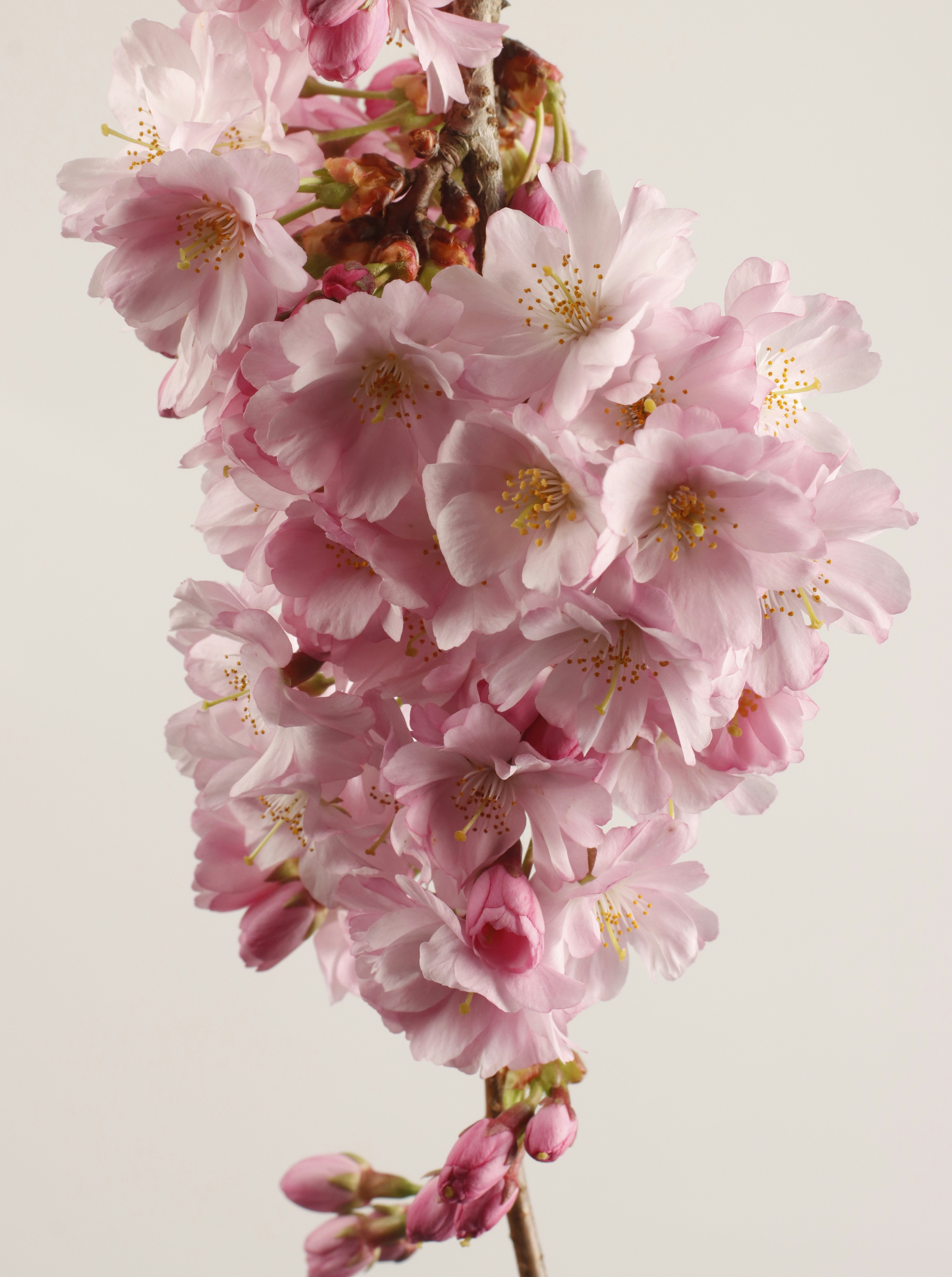 Blossom Cascade: A Vertical Bloom of Soft Pink Cherry Blossoms