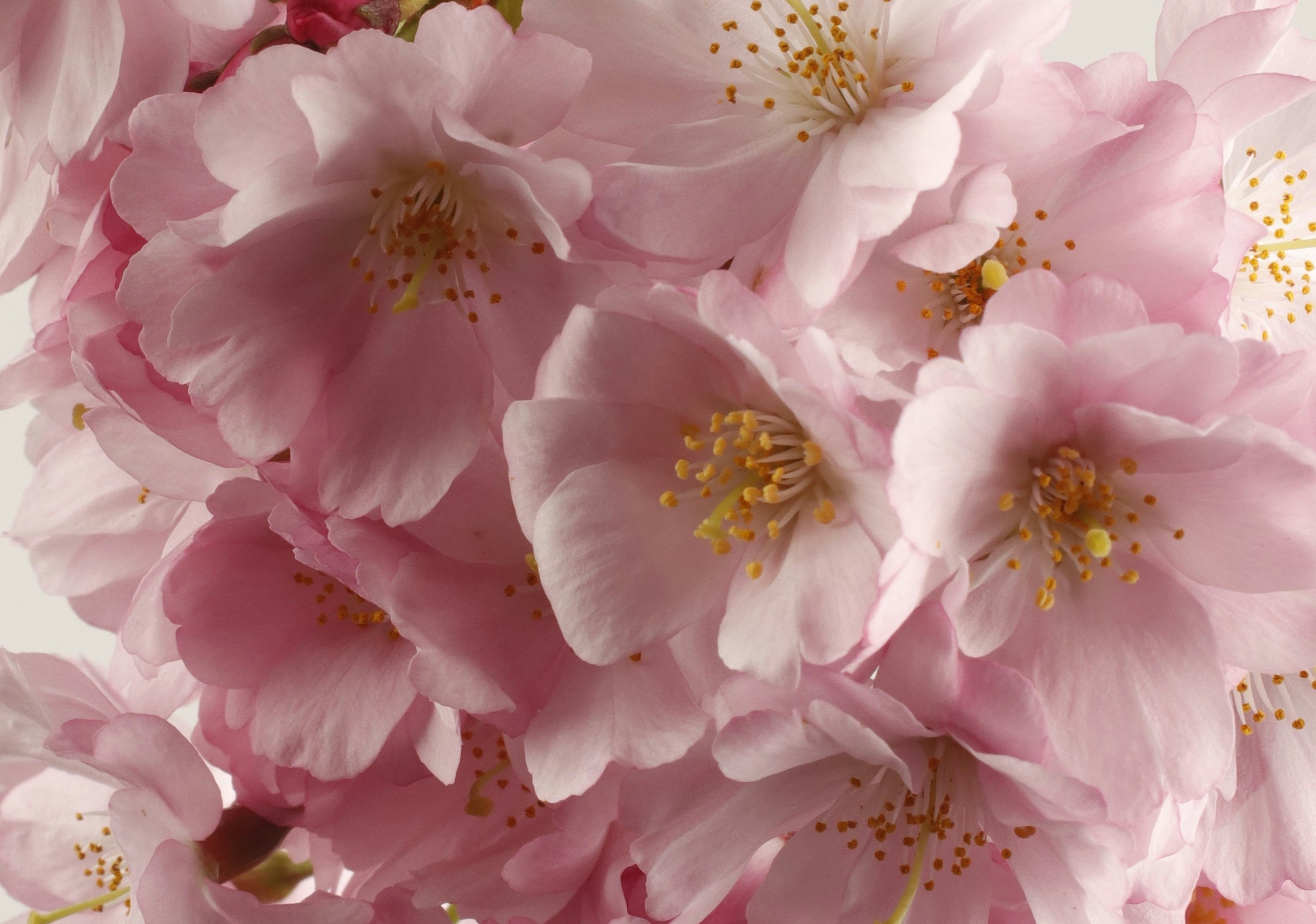 Soft Bloom: A Whisper of Pink Petals in Close Fragrance