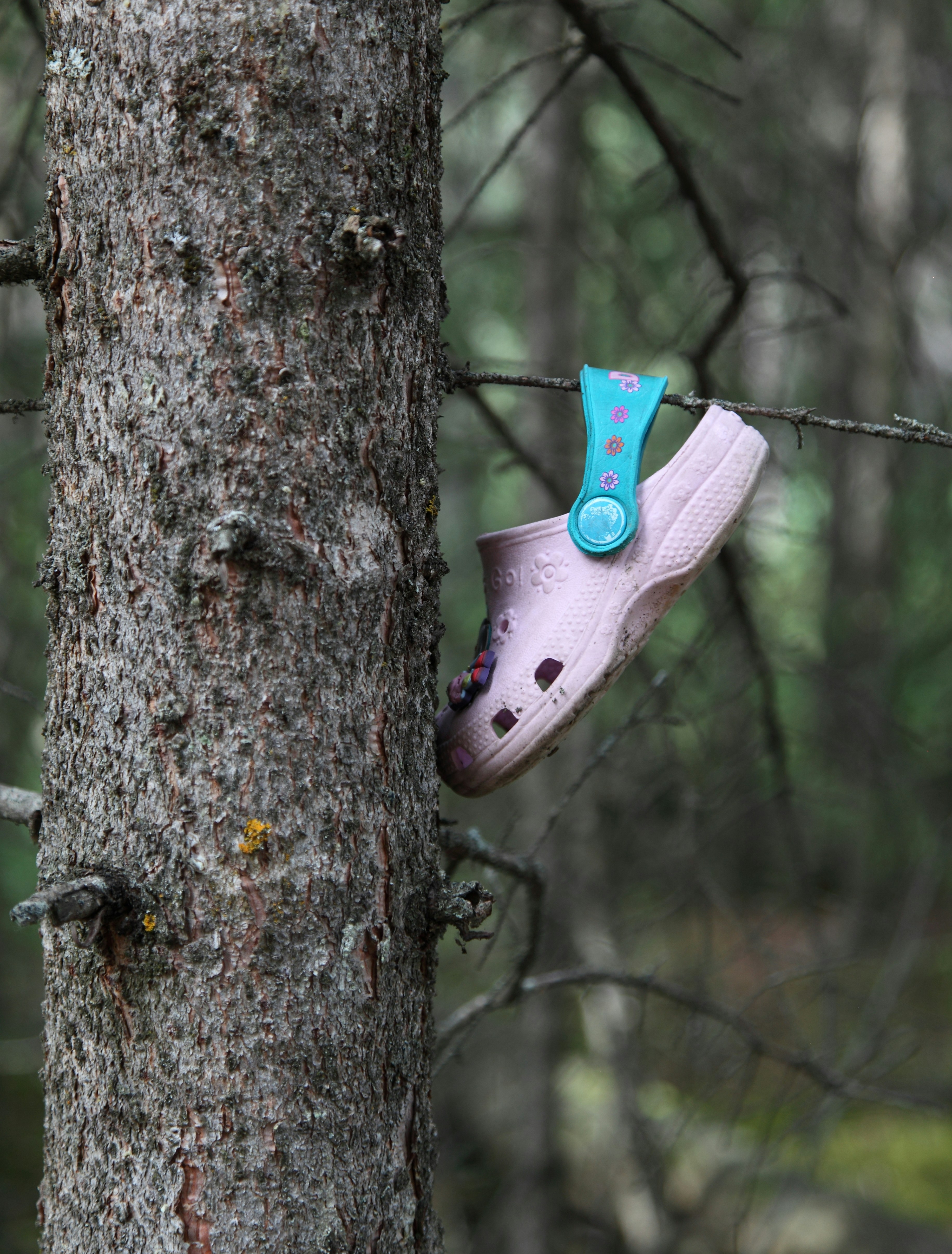 A Pink Croc Adrift on a Forest Branch