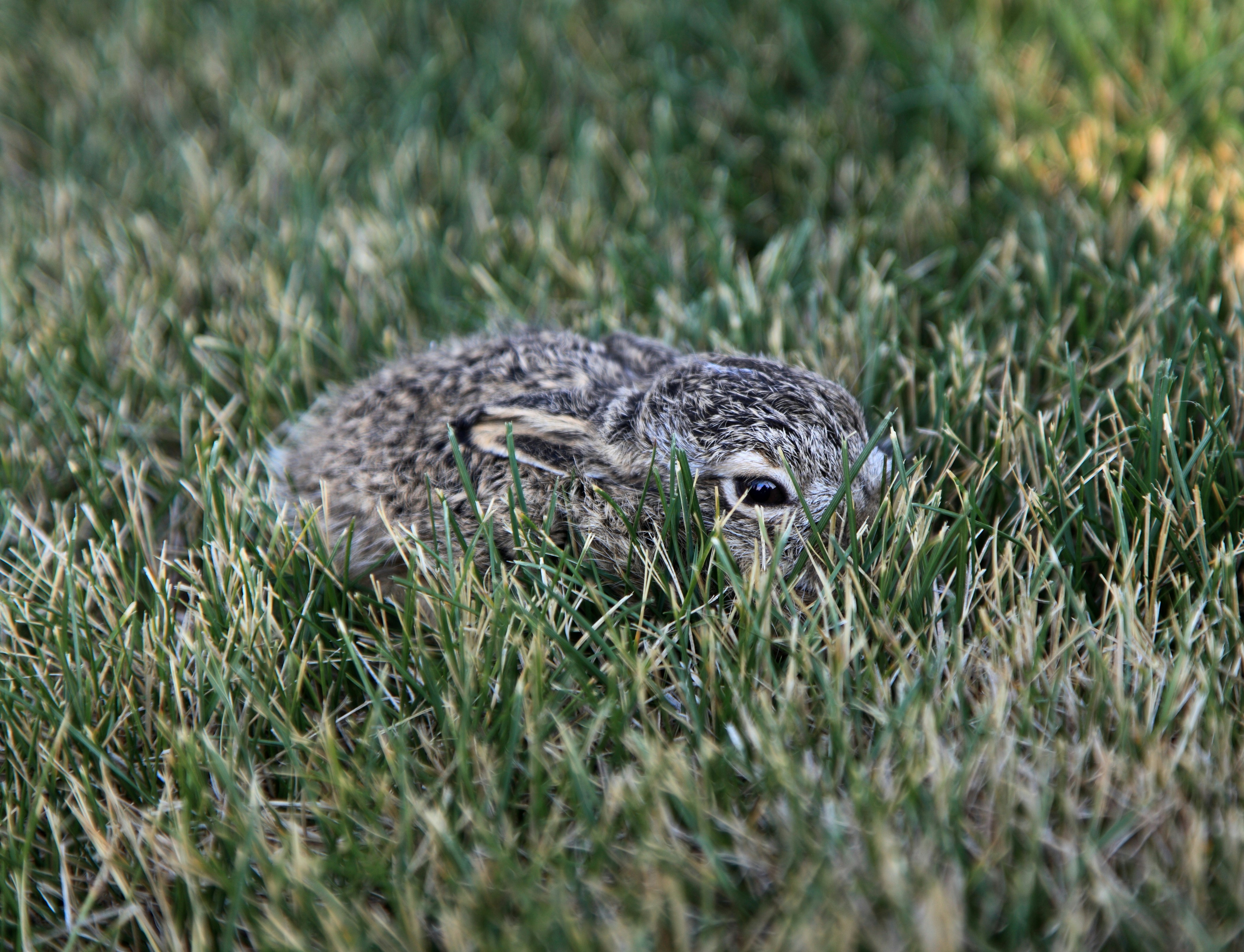Hidden in the Turf: A Burrowed Hare Breaks the Quiet