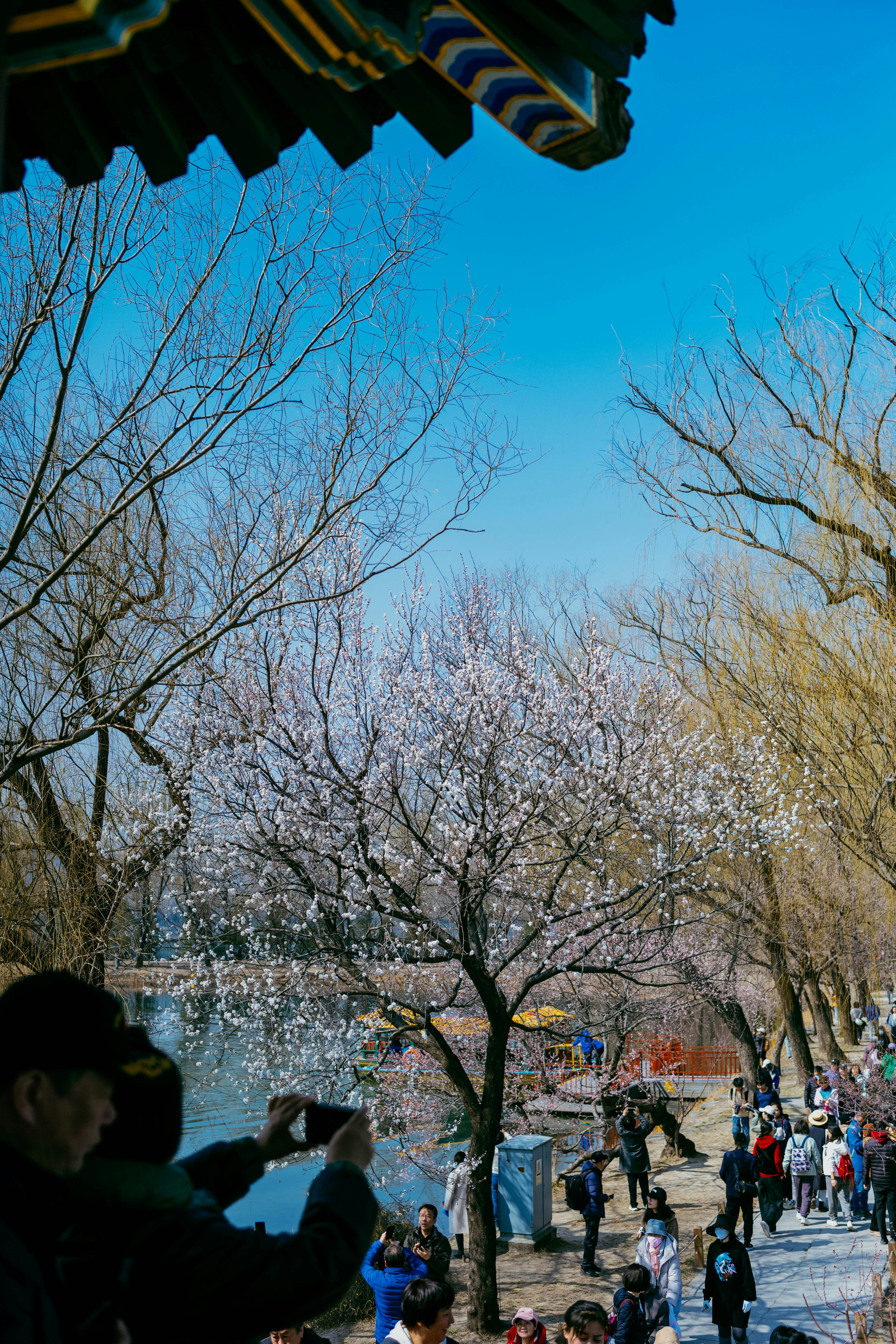 Blossoms at the River Park under an Ornate Roof