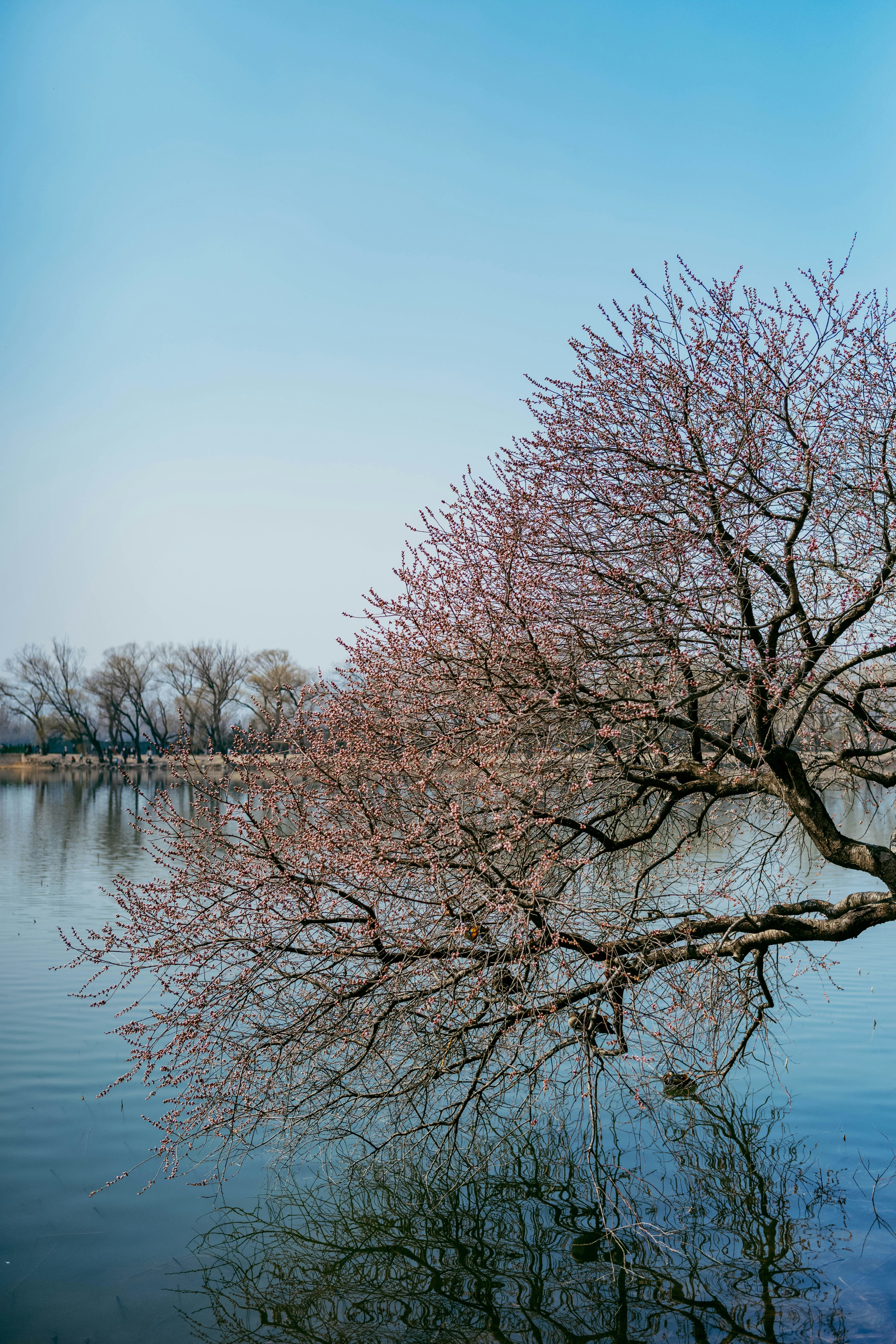 Blossom-leaning willow over tranquil lake at blue hour
