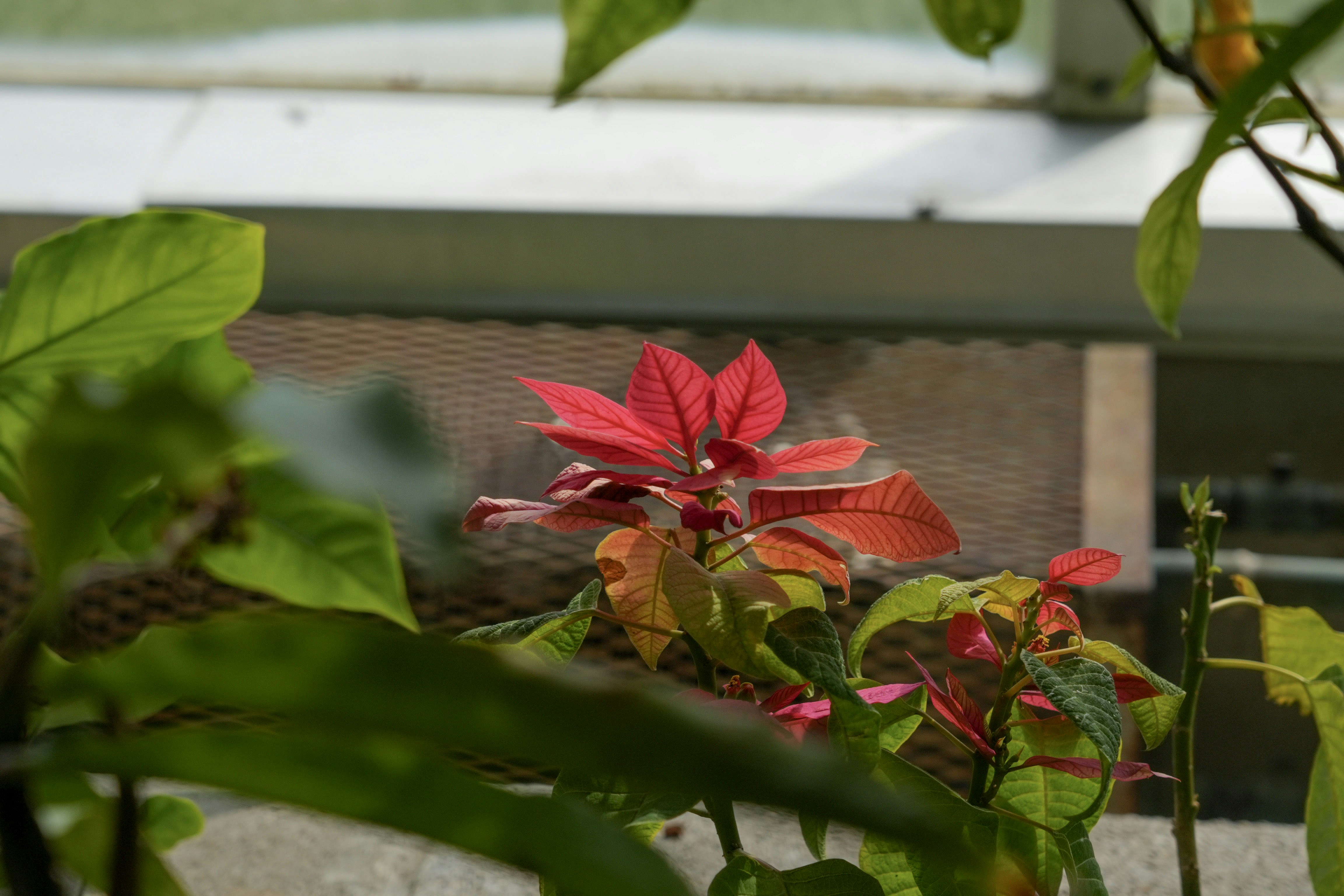 Red Hibiscus Burst in a Conservatory Bed