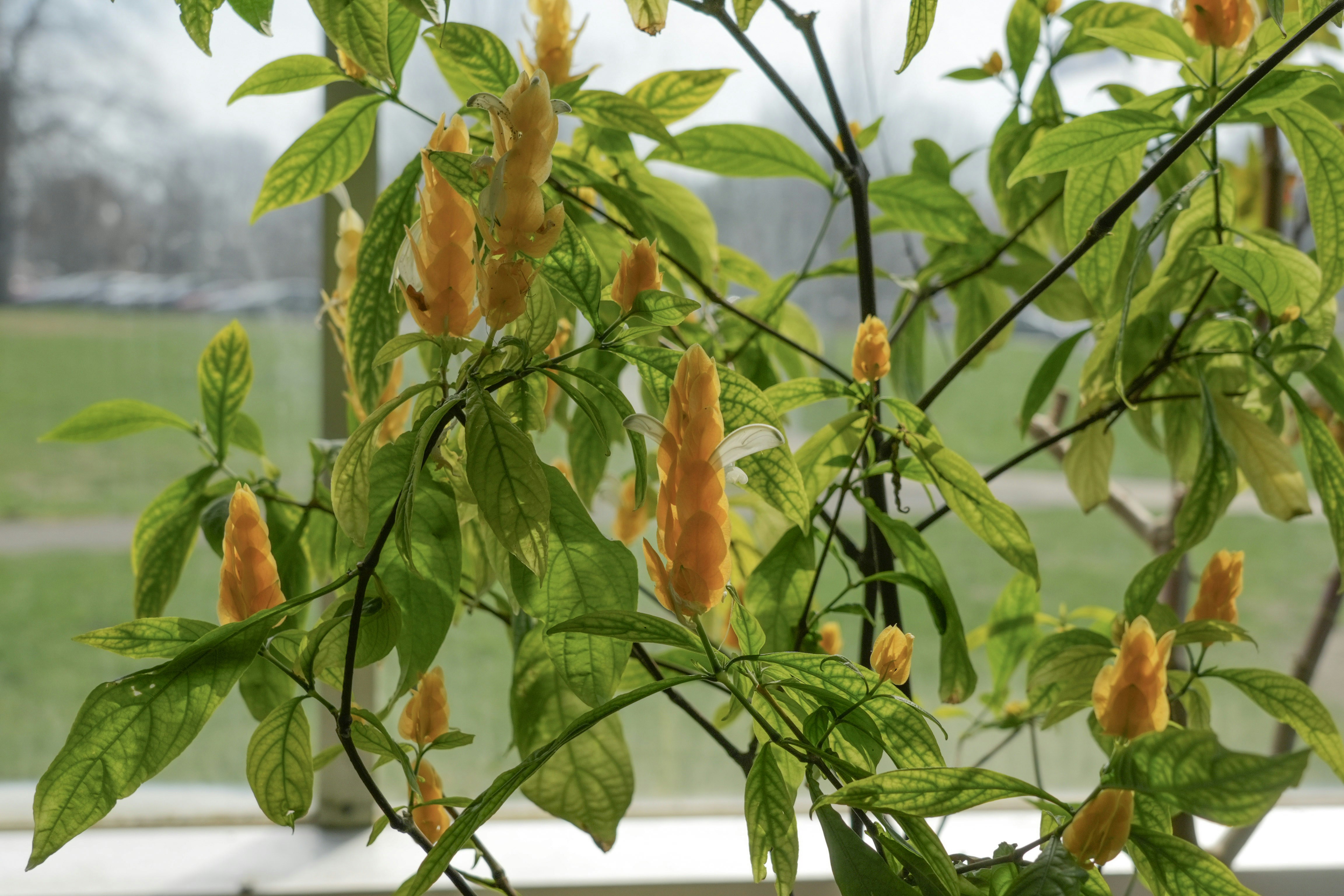 Golden Catkins on a Green Veil