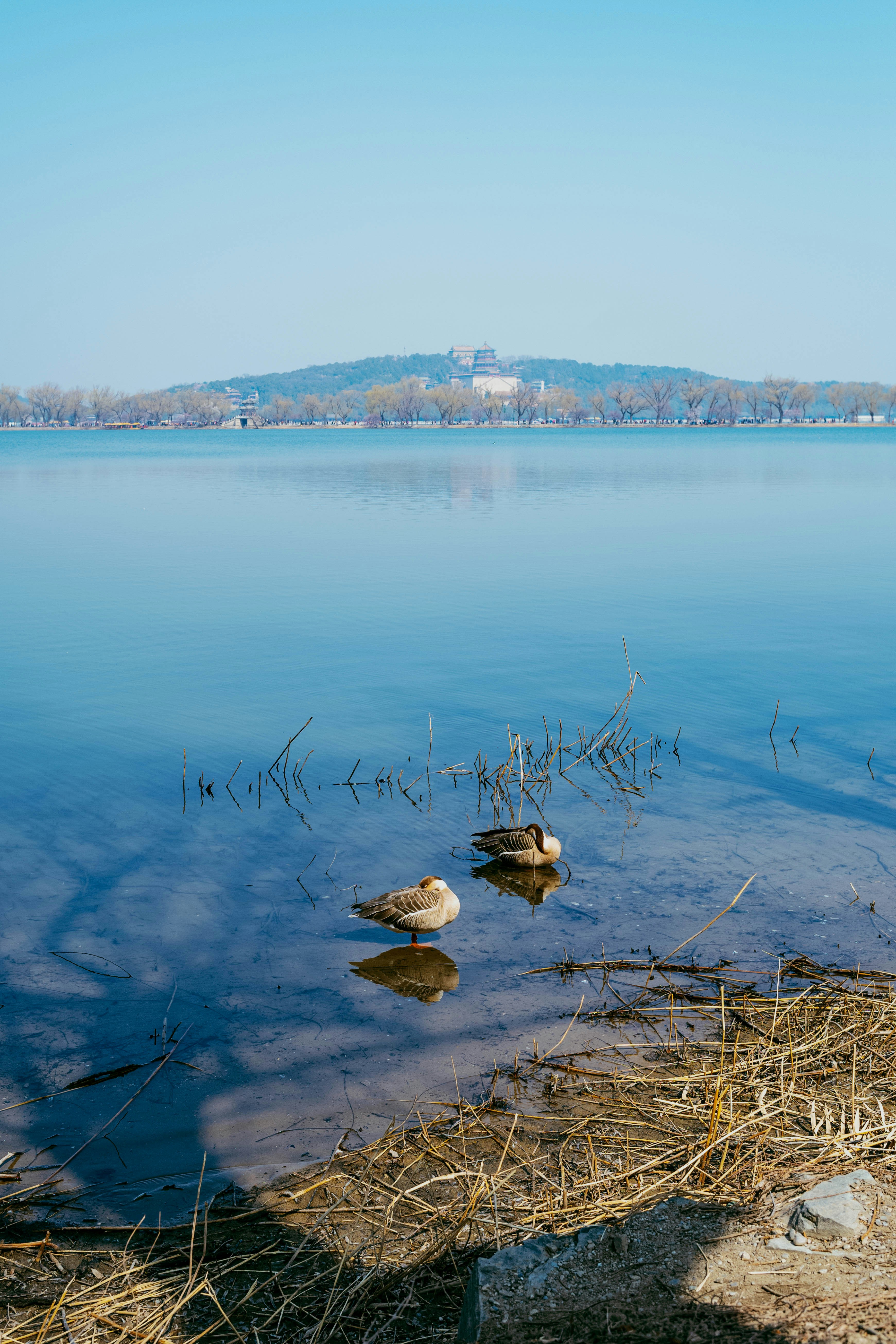 Silent Ducks at the Edge of a Glassy Lake