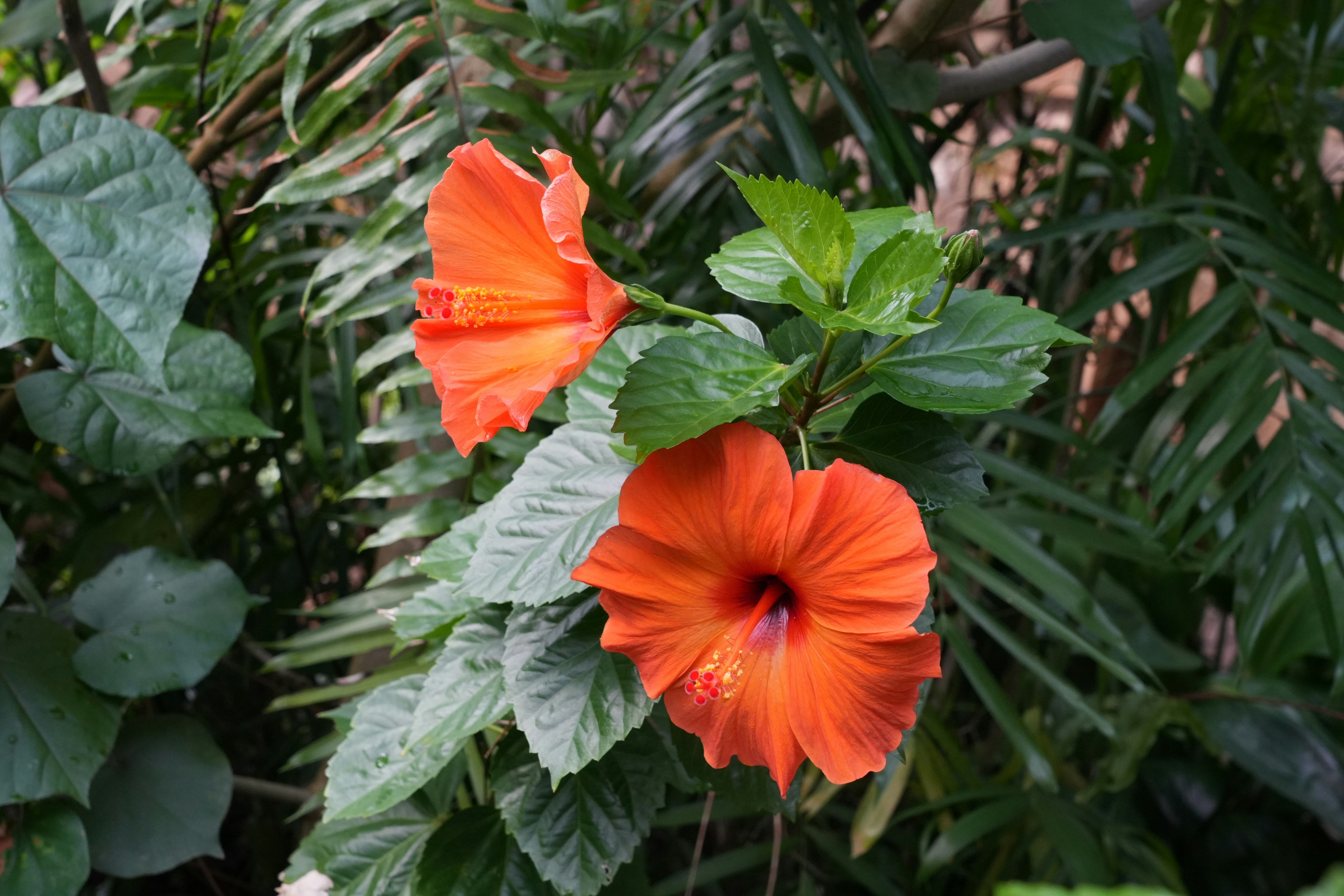 Orange Hibiscus Bloom Among Green Foliage