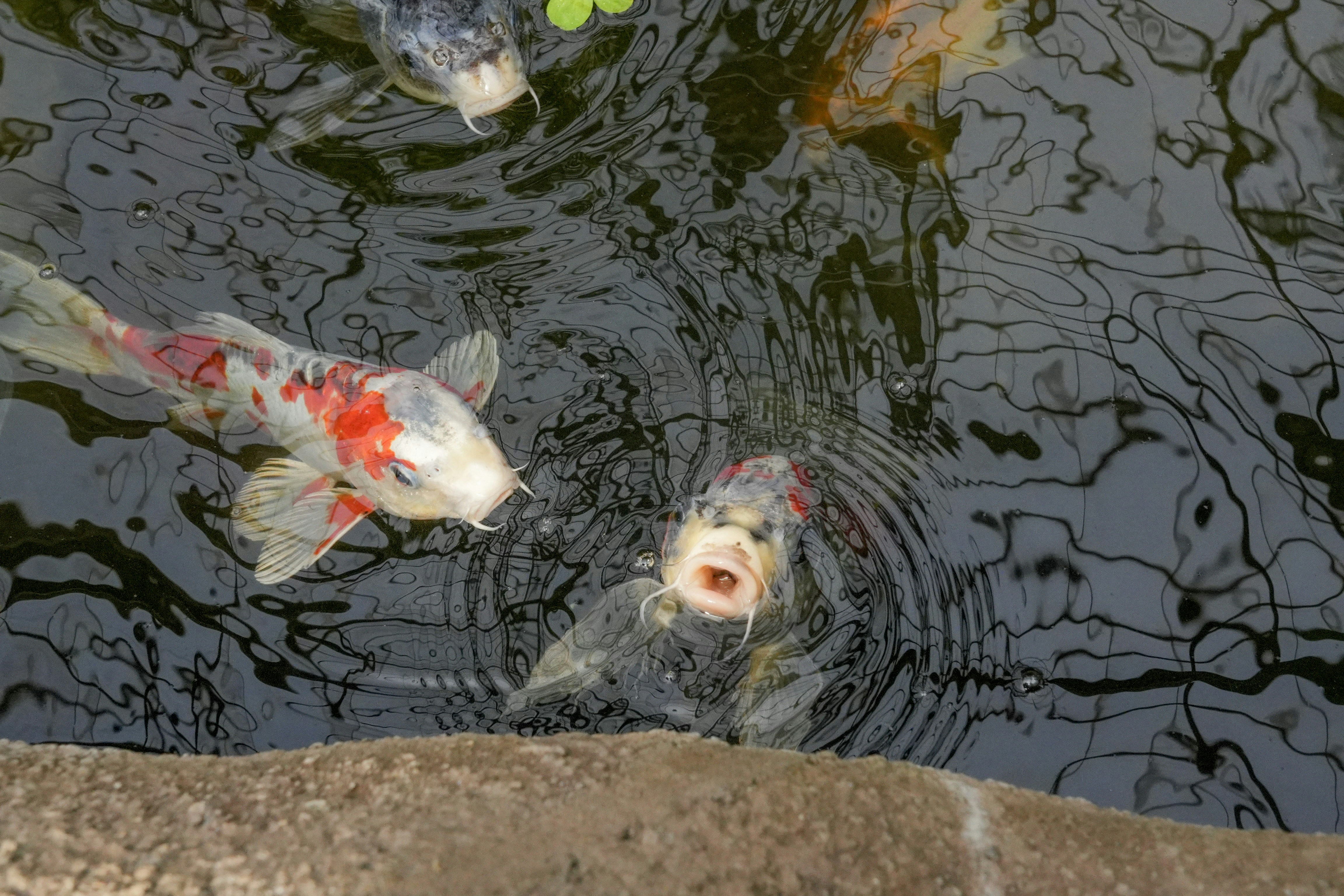 Top-Down Koi Chorus at the Water’s Edge