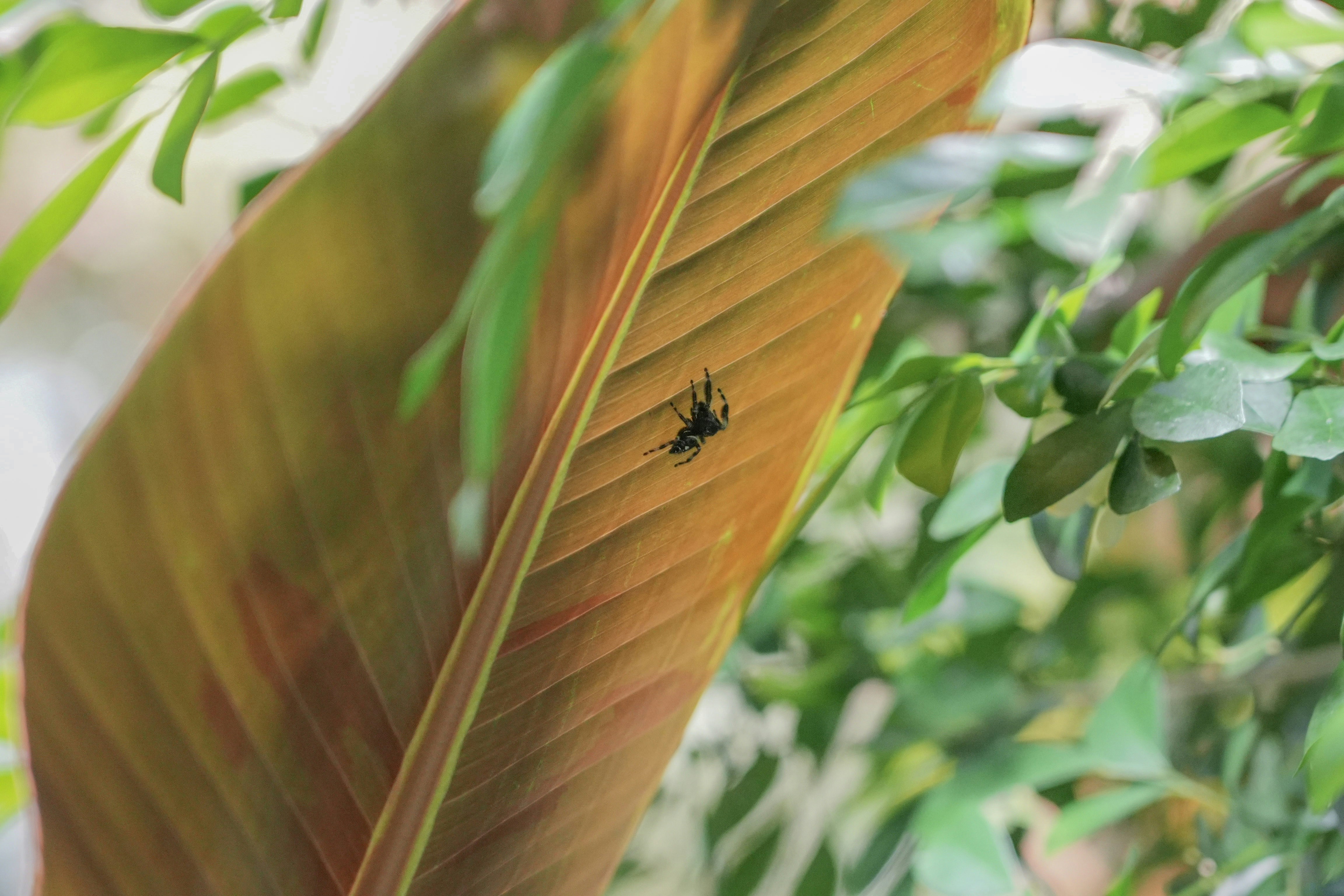 Crimson Leaf in Focus: A Close Encounter with a Tiny Spidery Visitor