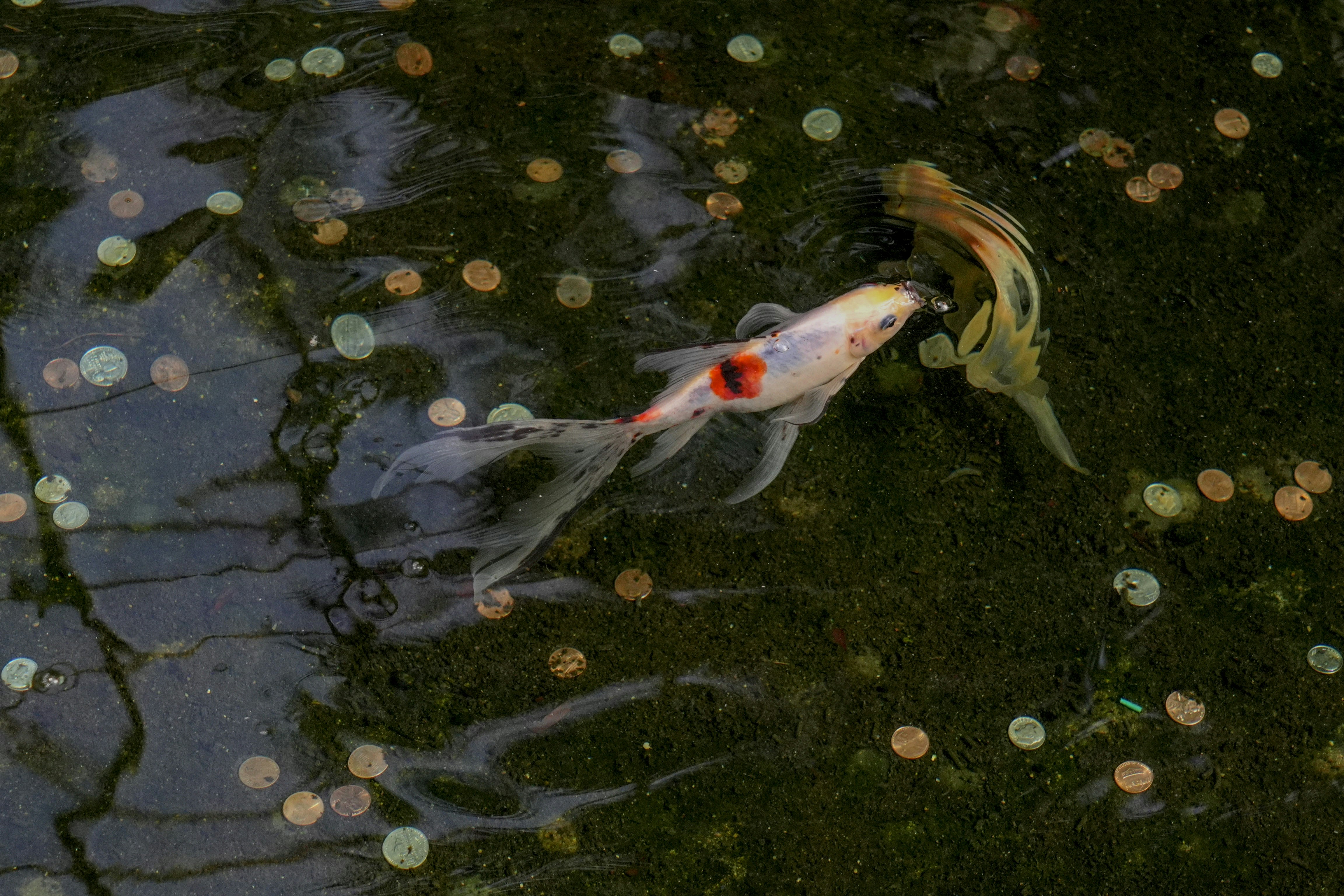 Koi in still pond: silver, orange, and gold sheen among floating coins