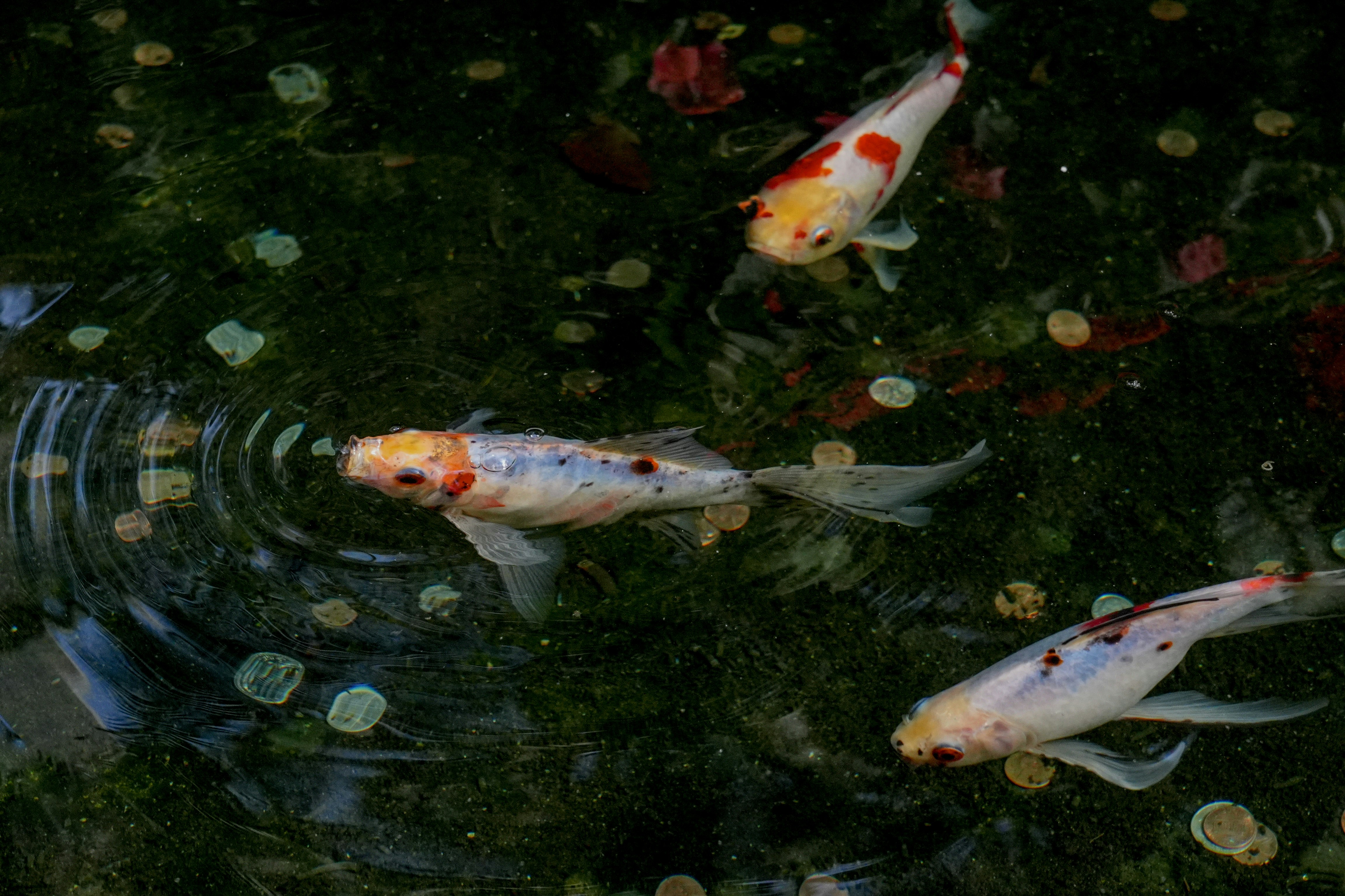 Koi Silhouettes: Tranquil Pond of Colorful Giants