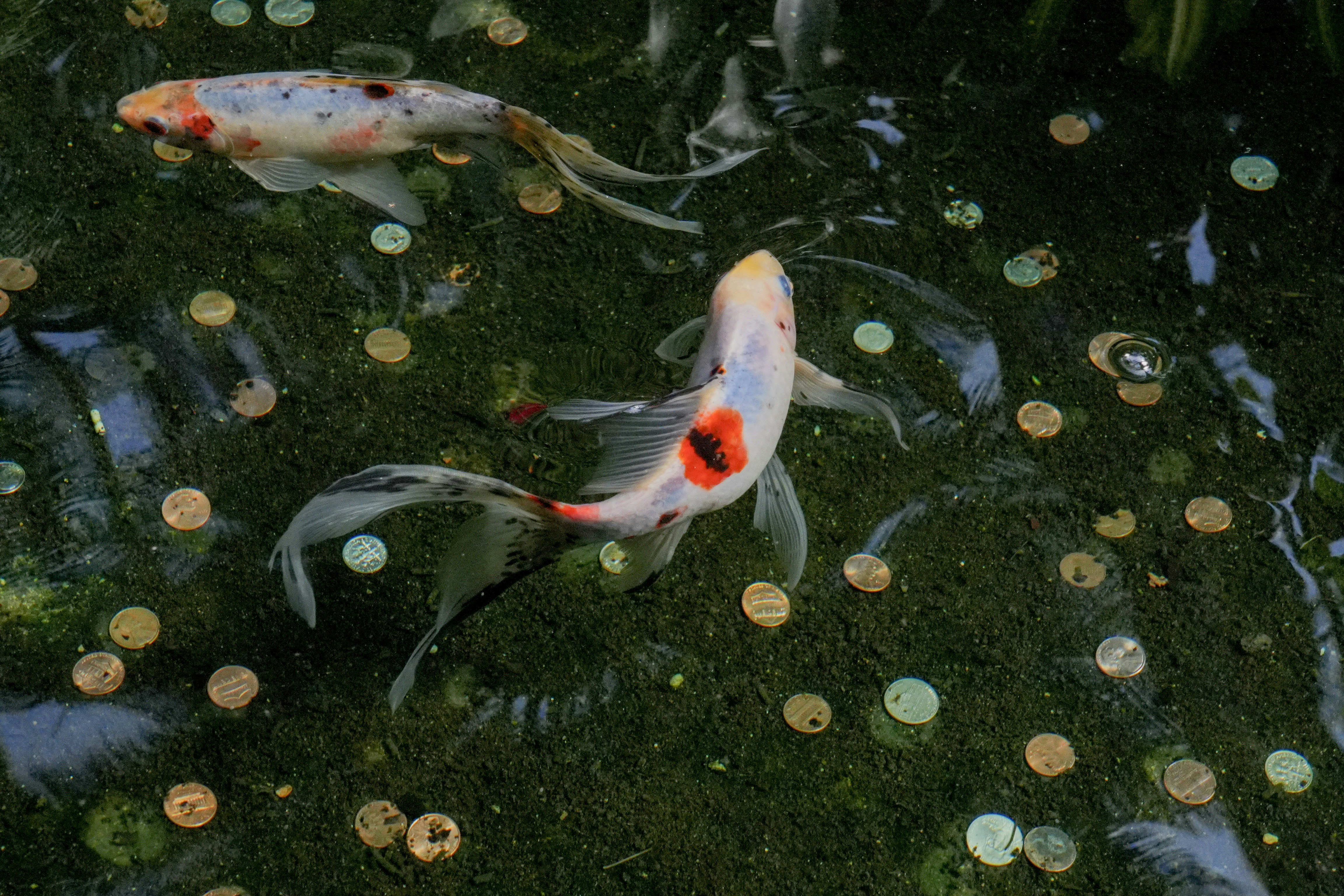Koi in a Leaf-Laced Pond: Colors and Circles
