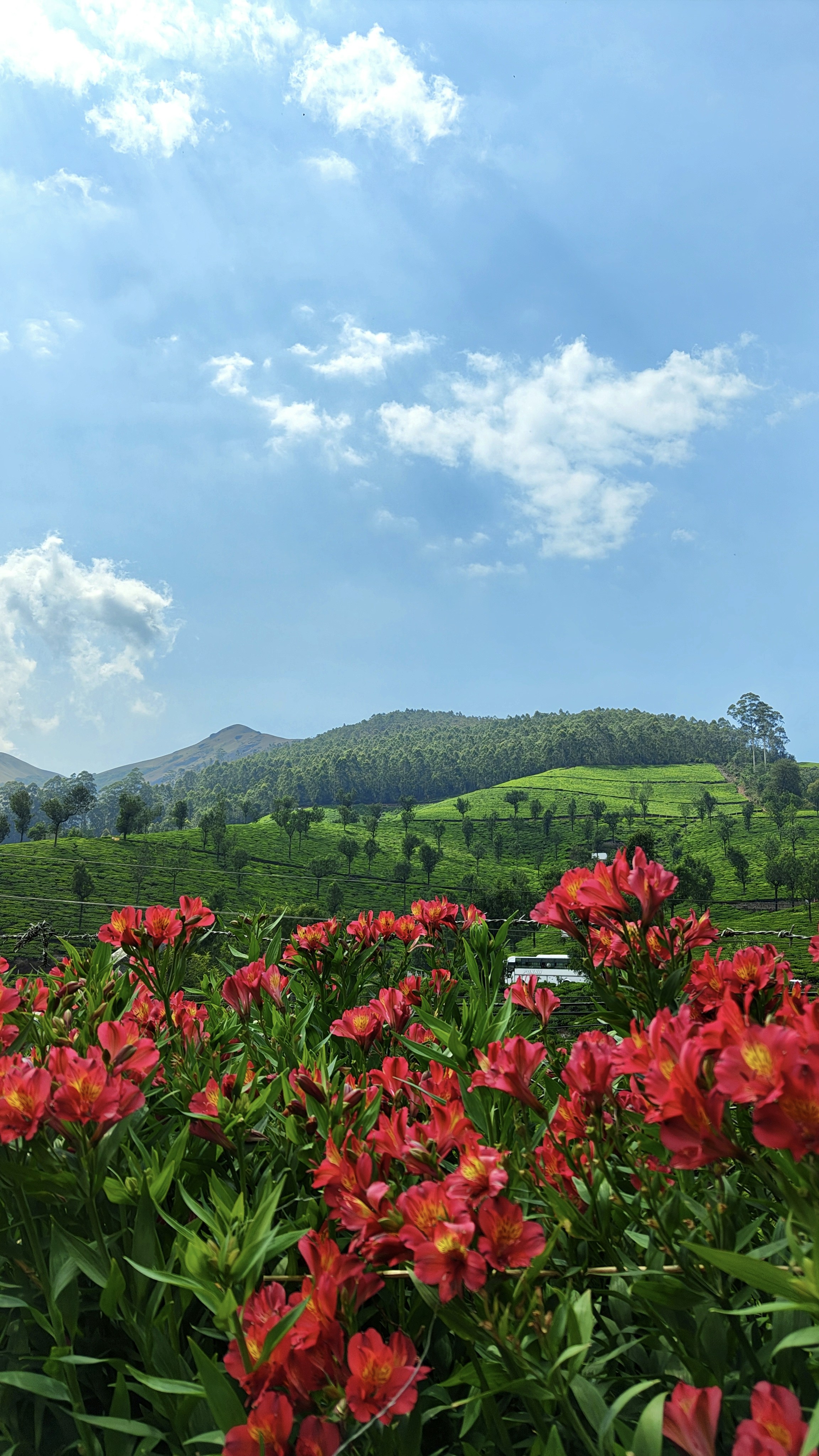 Red Blooms at the Horizon: Garden foreground meets terraced hills under a blue sky