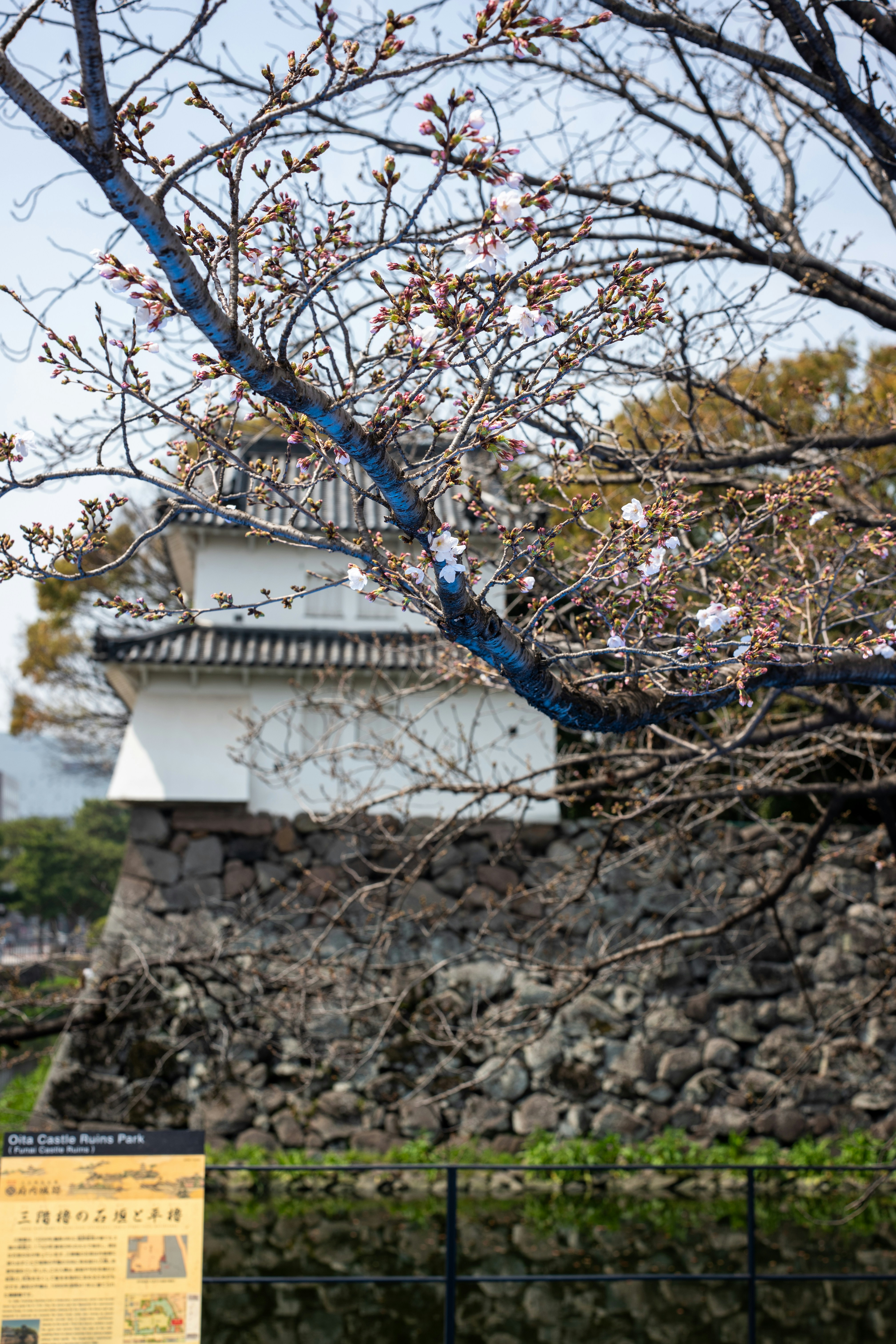 Blossoms Along the Stone Wall: A Quiet View of Otto Castle Ruins