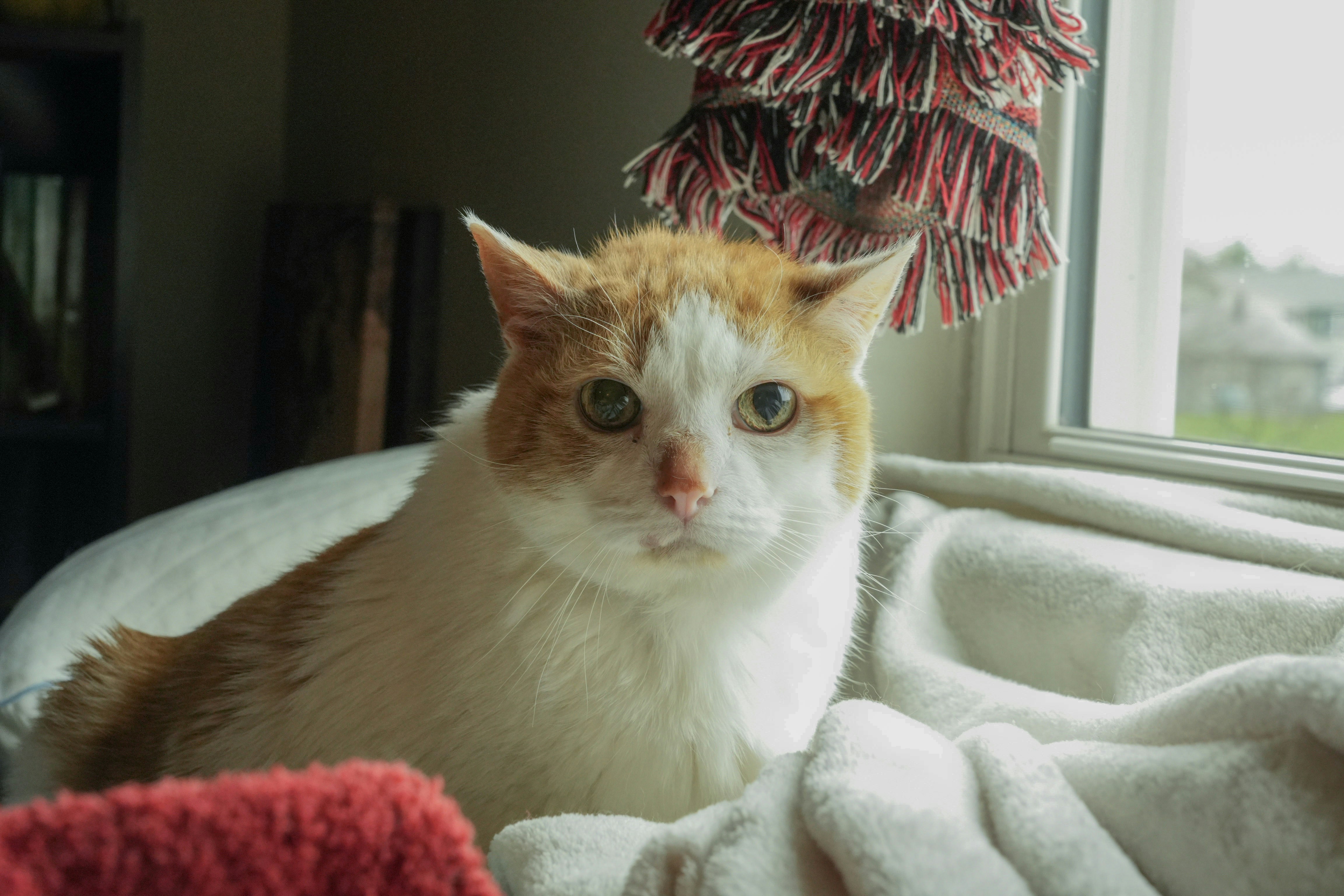 Hearthside Whiskers: A Cozy Moment by the Window