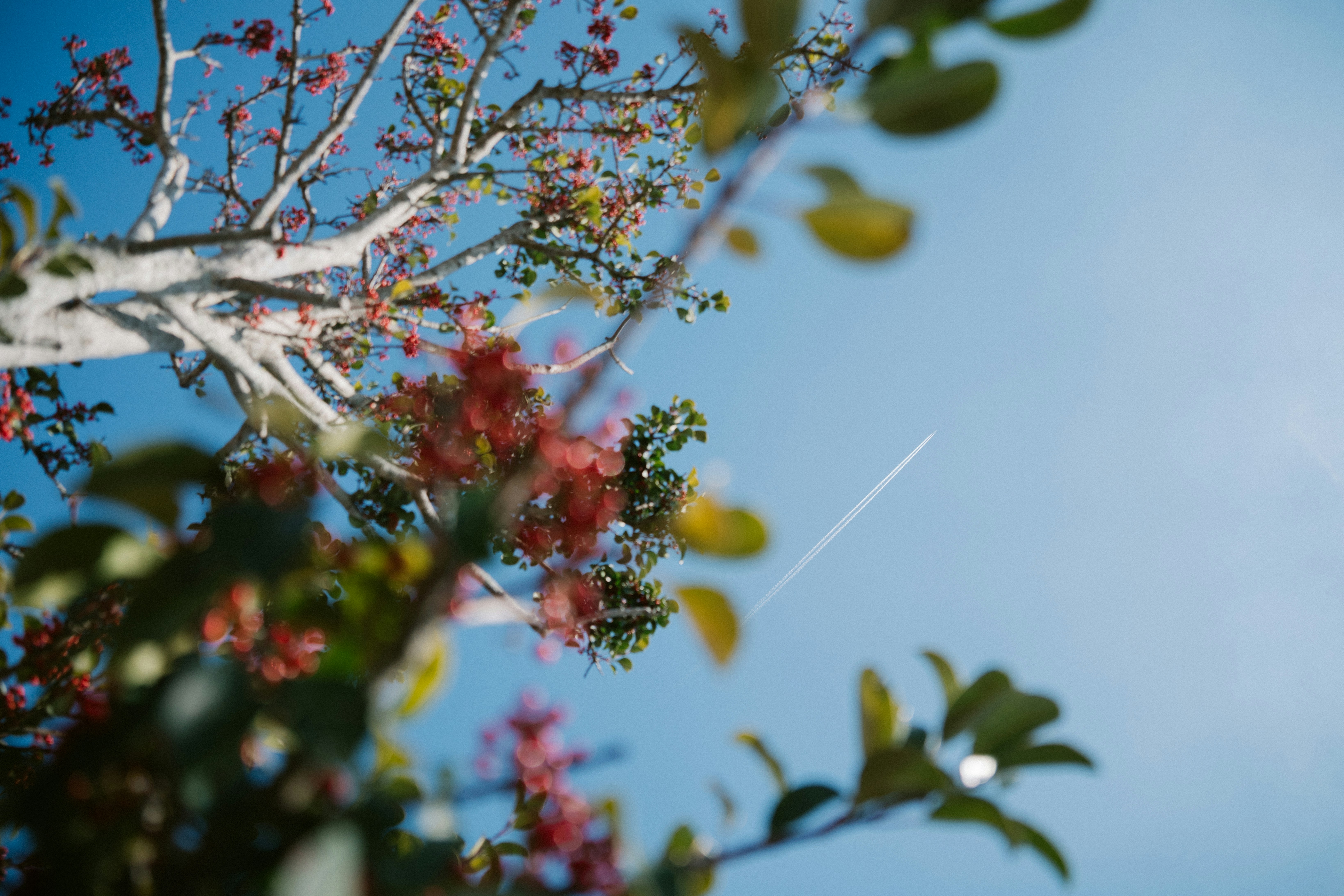 Breath of Sky Between Branches and a Jet Trail