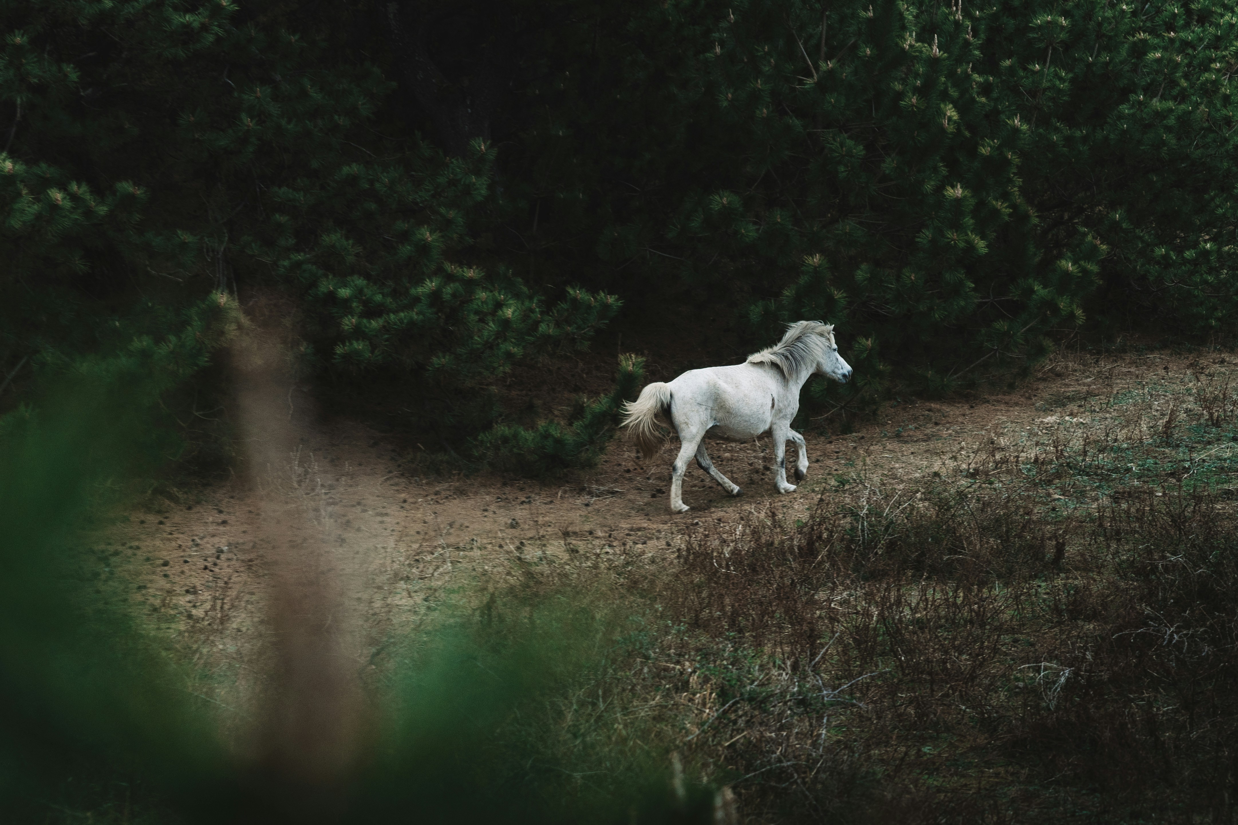 Storming White: A White Horse Bolts Across a Brushy Field