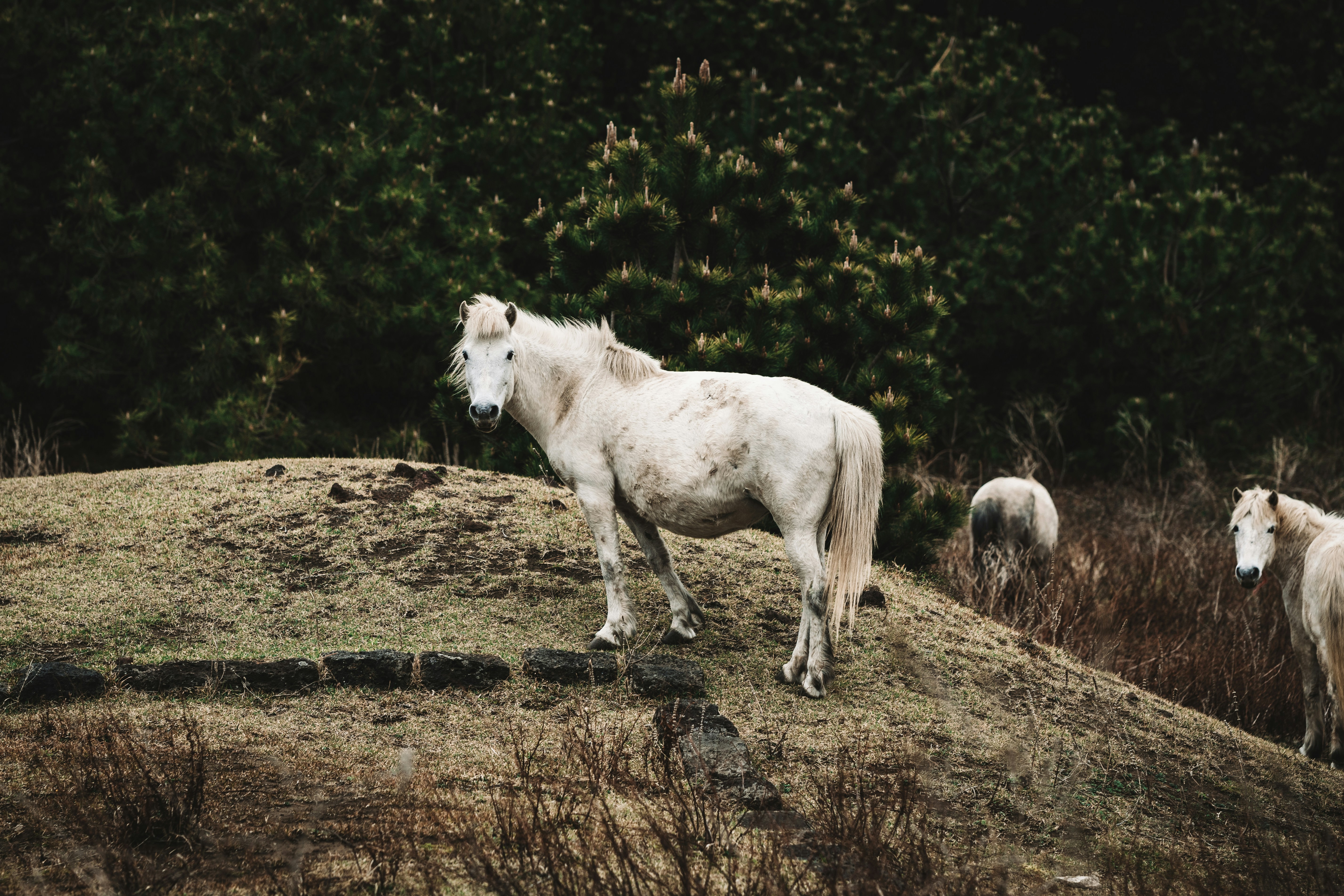 White Mare on a Gentle Ridge with Distant Companions