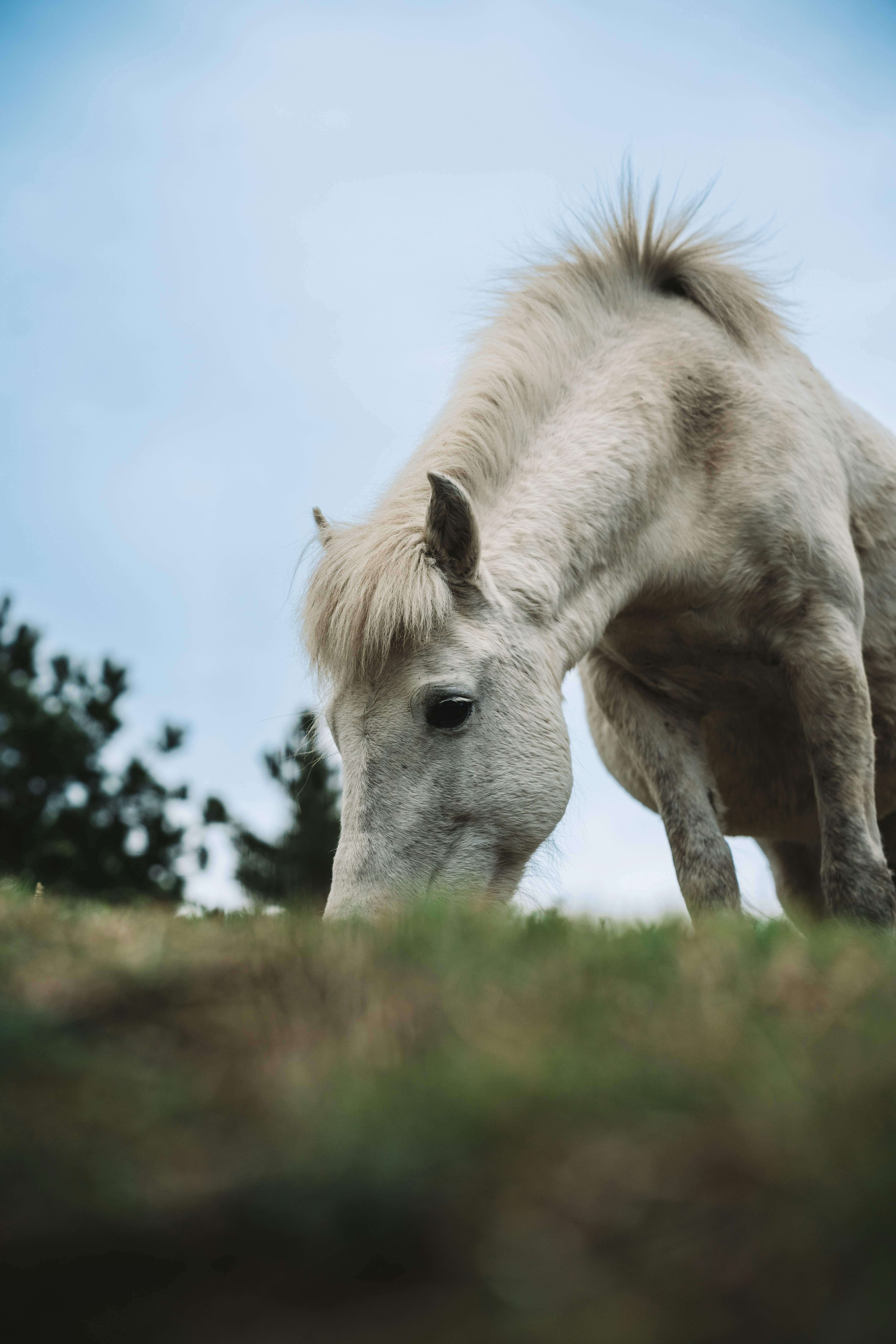 White Mare Grazing on a Gentle Hill under a Clear Sky