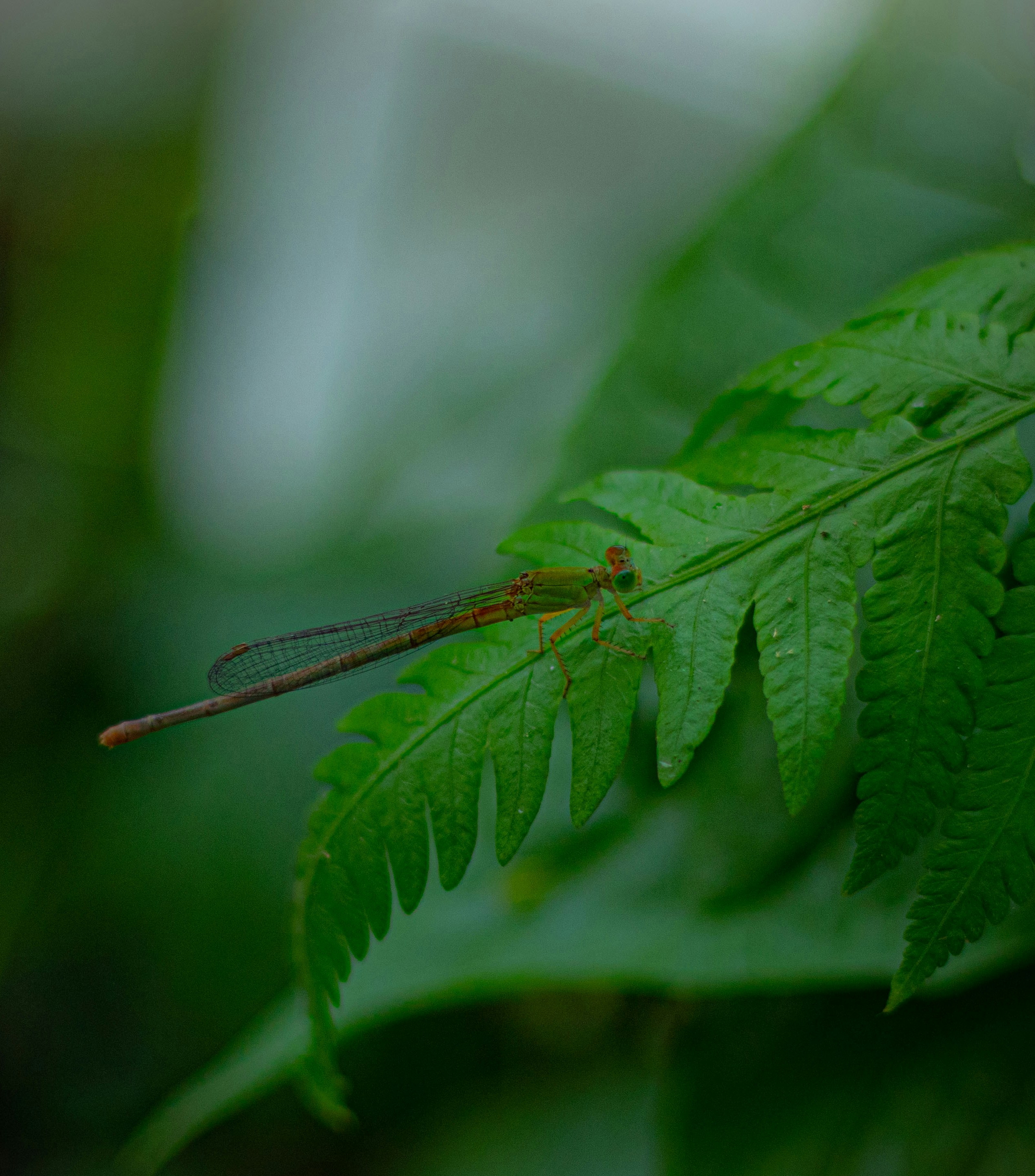 Emerald Frond Sentinel: A Damselfly Perched on Fern