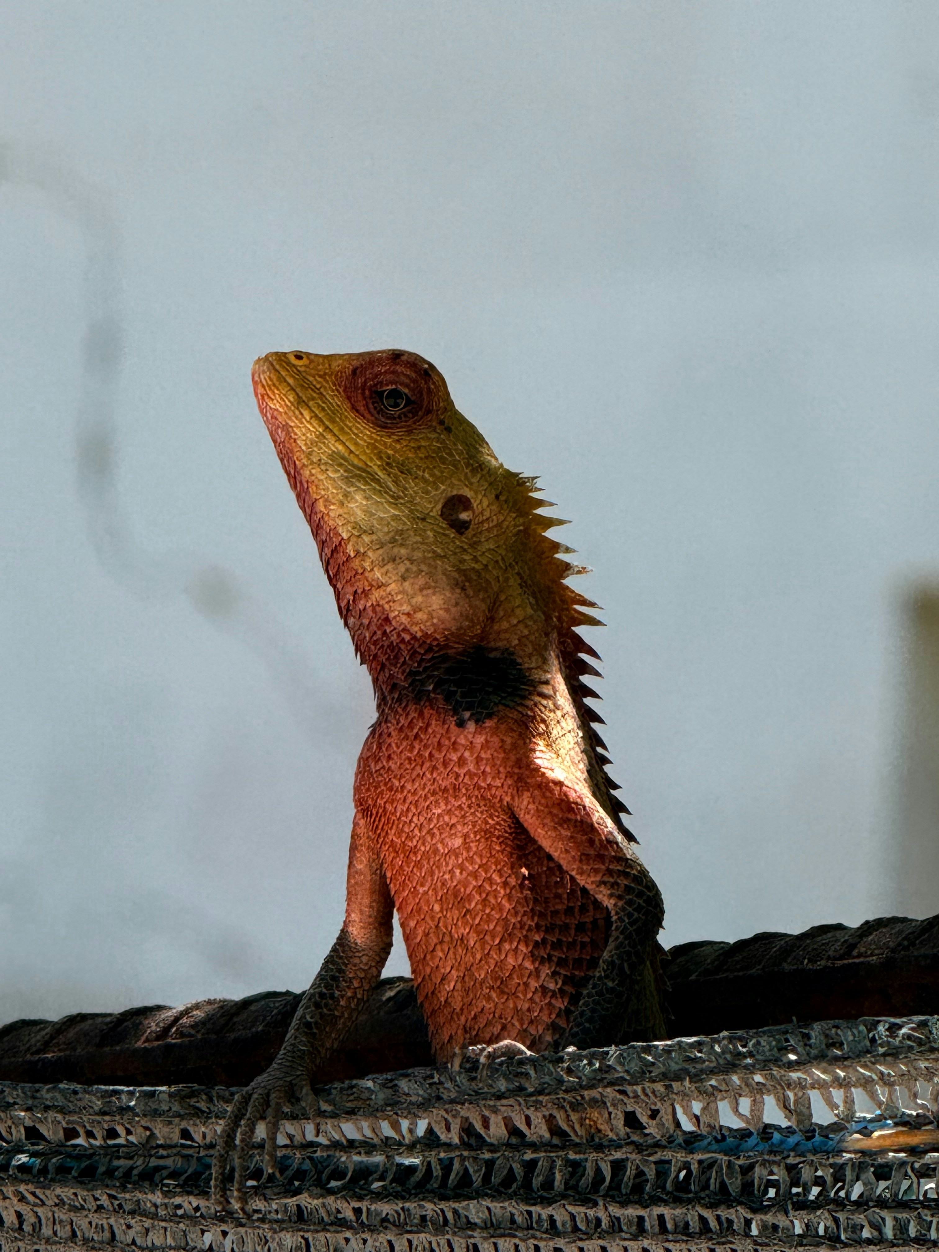 Peering Ember: a bearded dragon rising above woven shadows