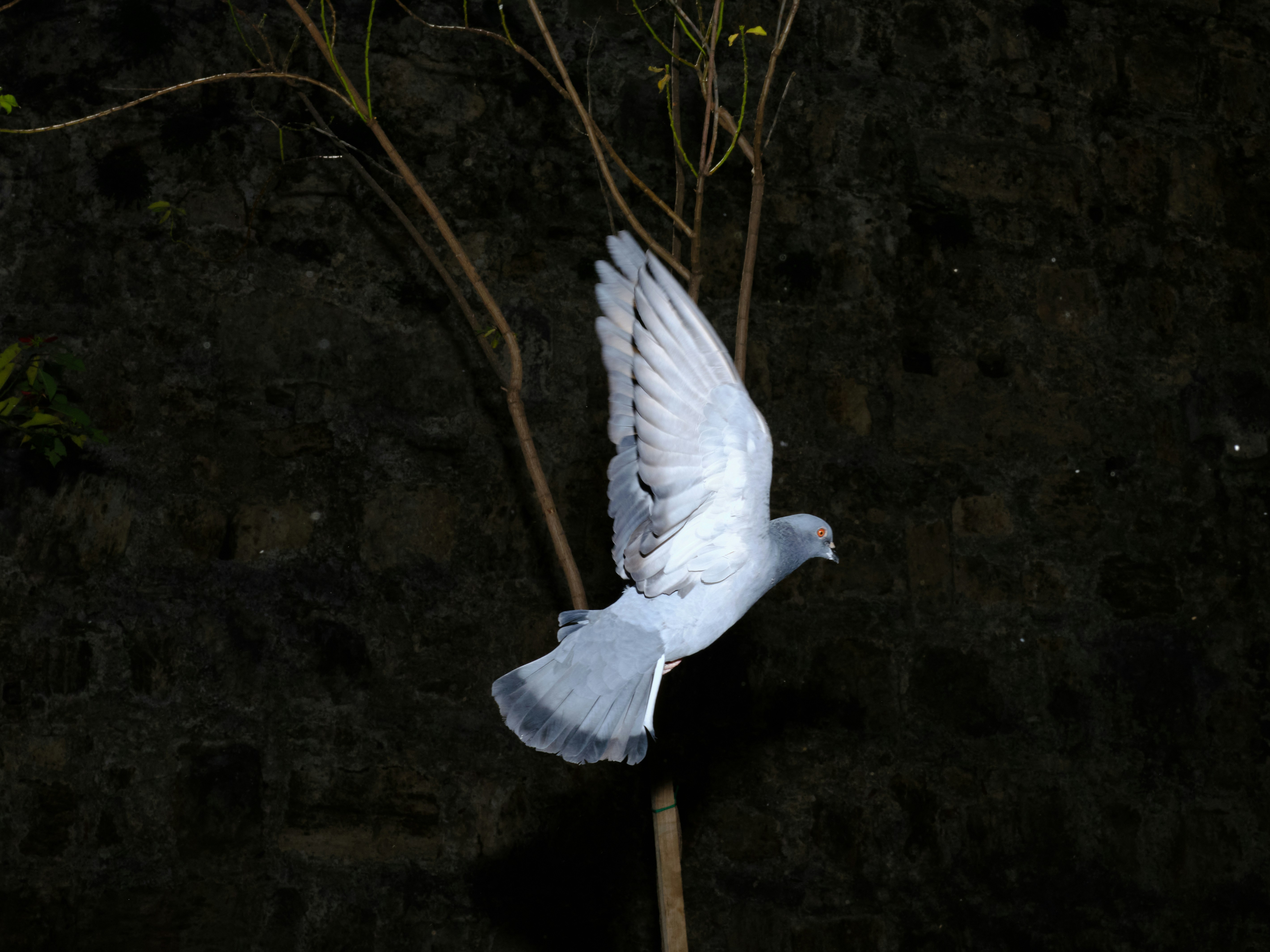White Dove in Flight Against a Dark Wall