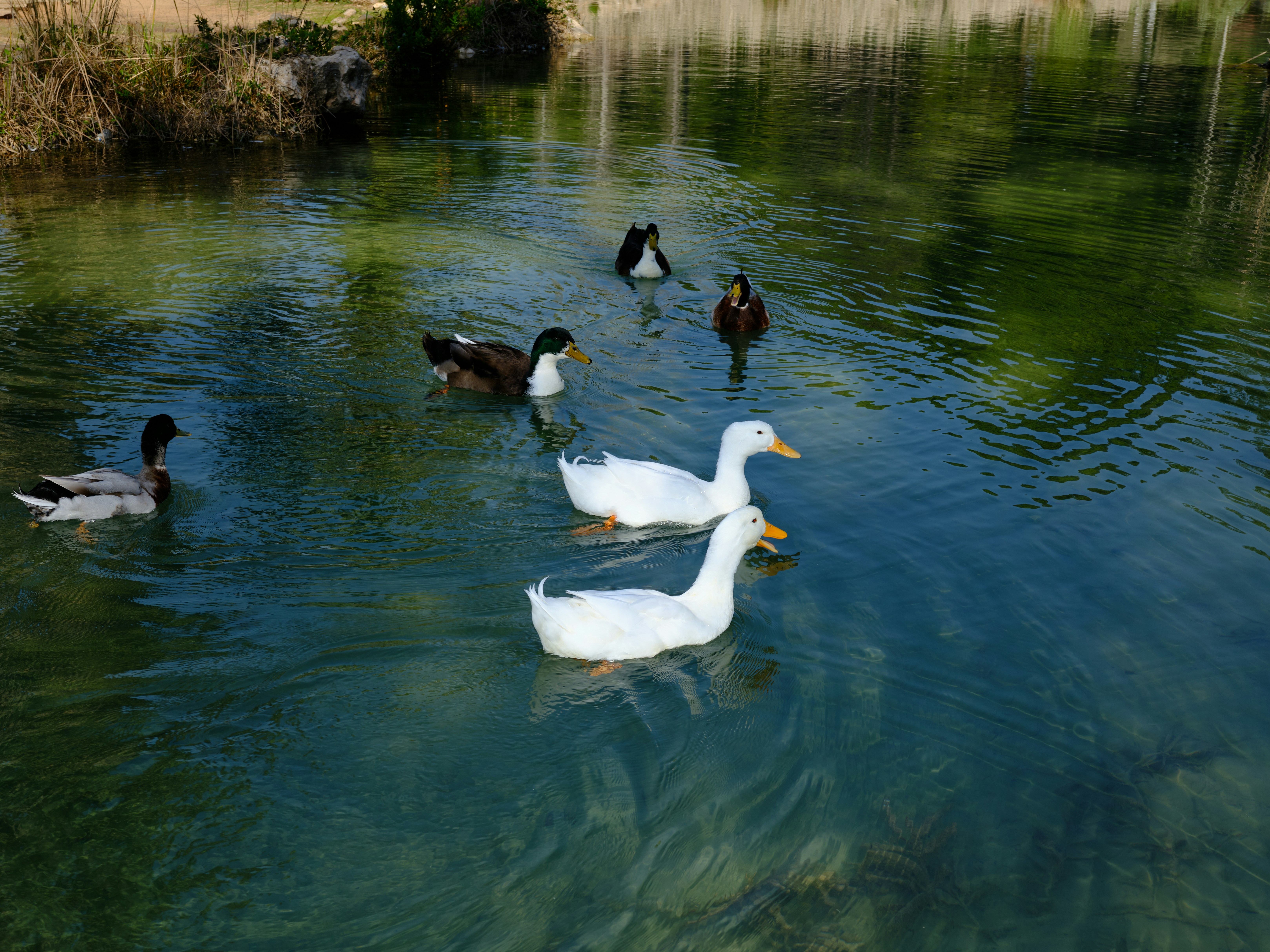 White Ducks Clip Through Sunlit Blue: A Calm Pond Portrait