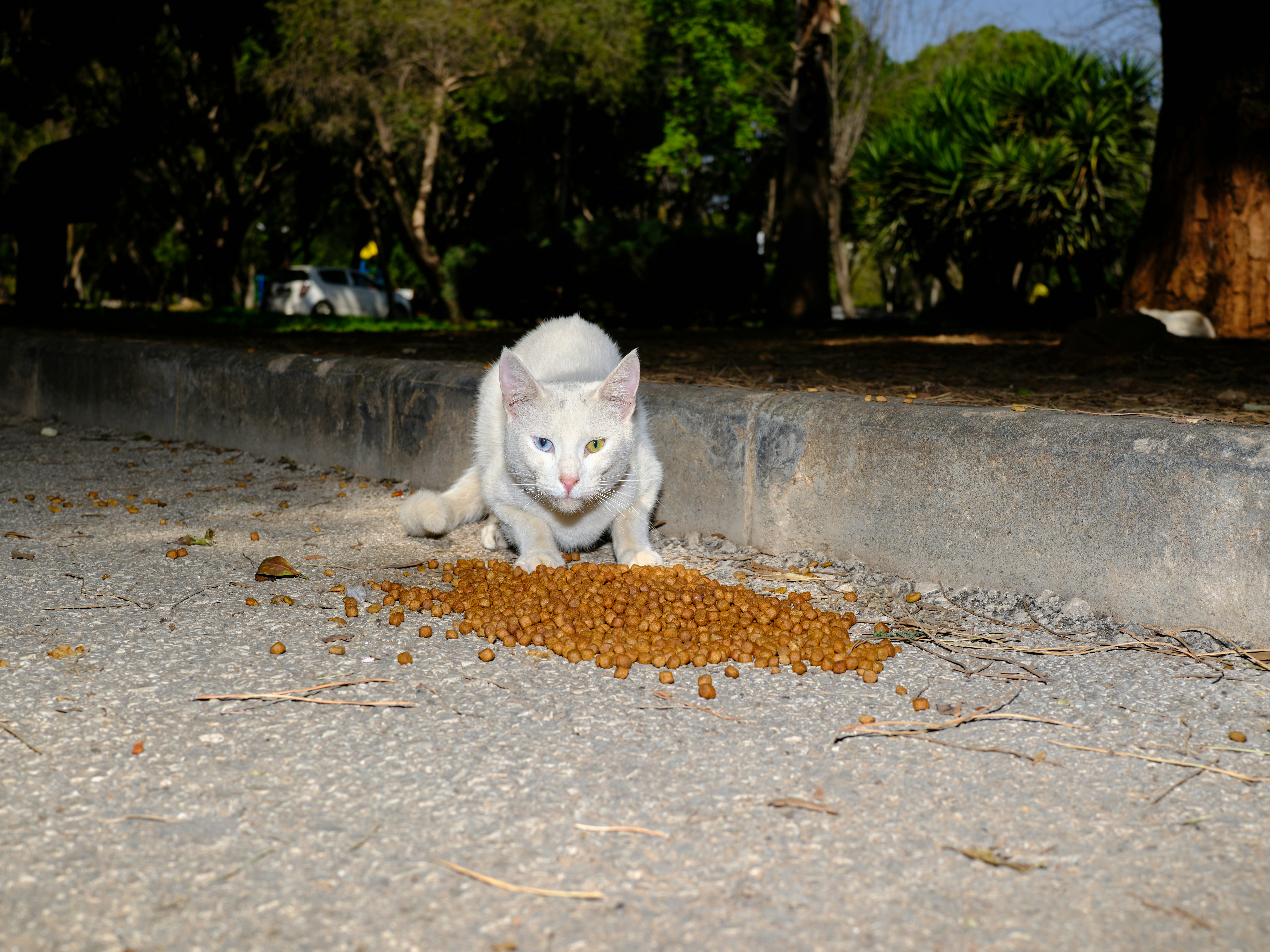Bright white cat crouches near a mound of dry kibble on a sunlit pavement, with a shadowed park backdrop and curb edge visible in the background.