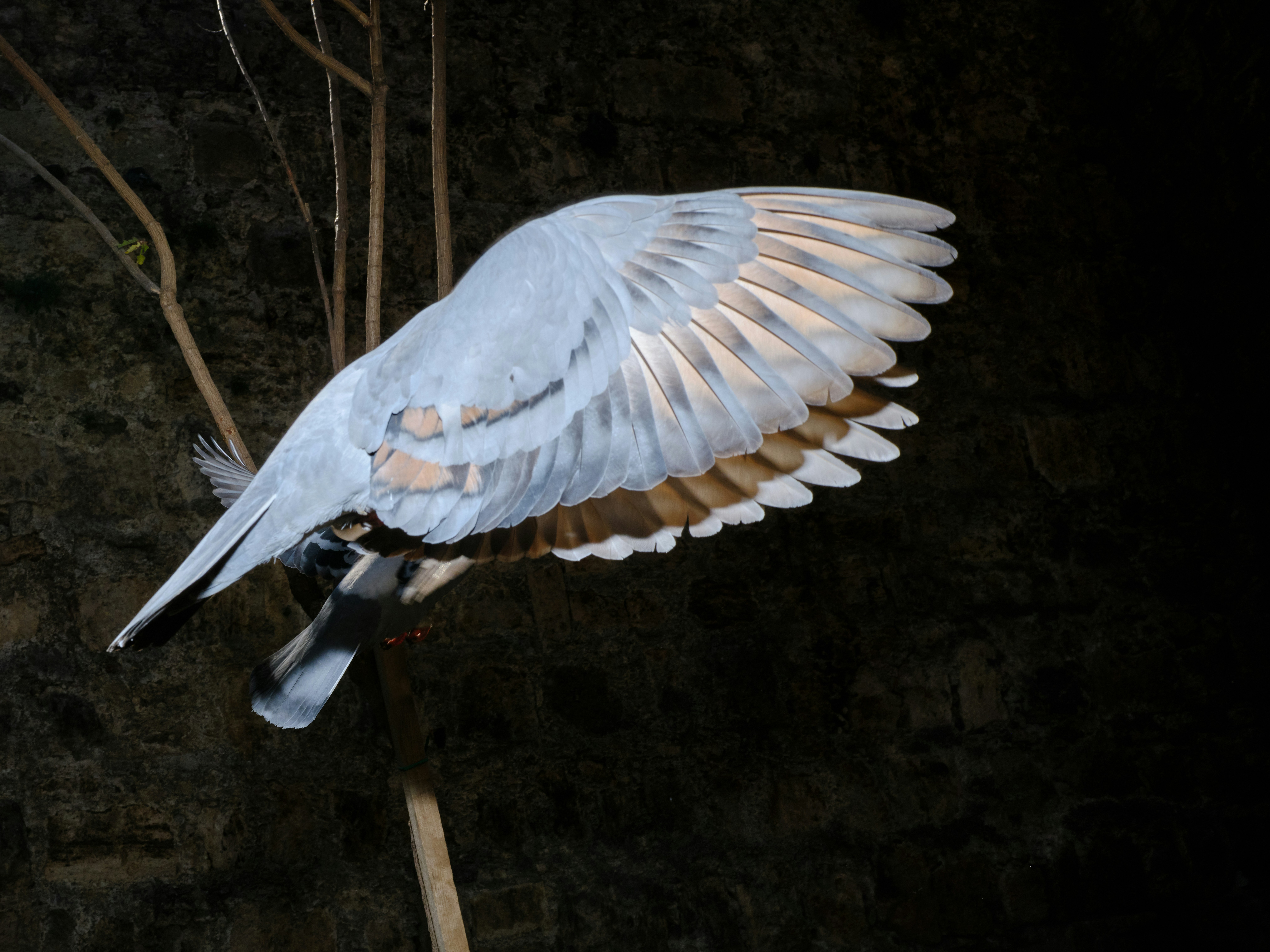 Winged White: A Night Flight Against a Stone Backdrop