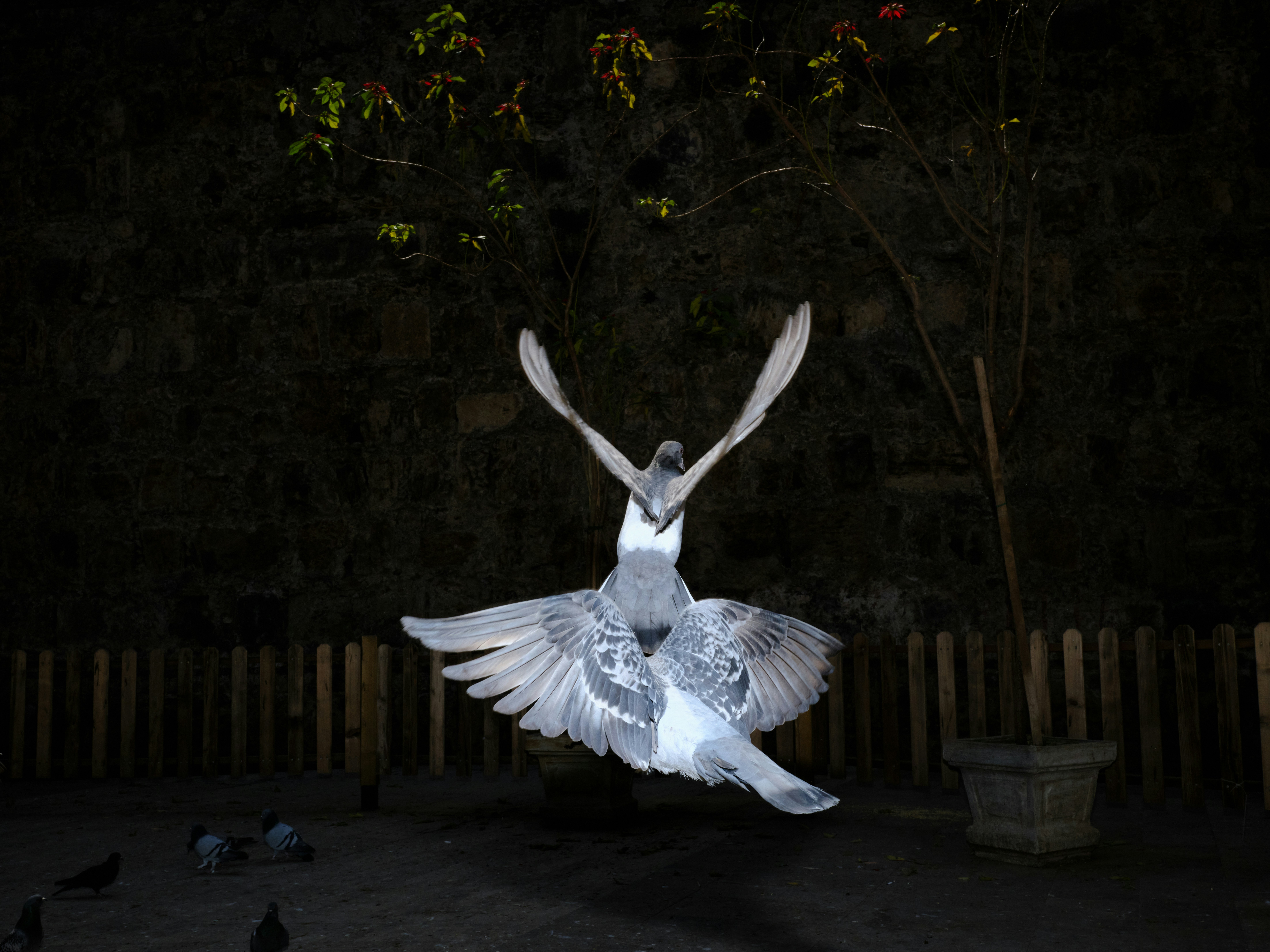 Midflight Doves Under Nightfall: A Quiet Moment of Wingspan and Silence