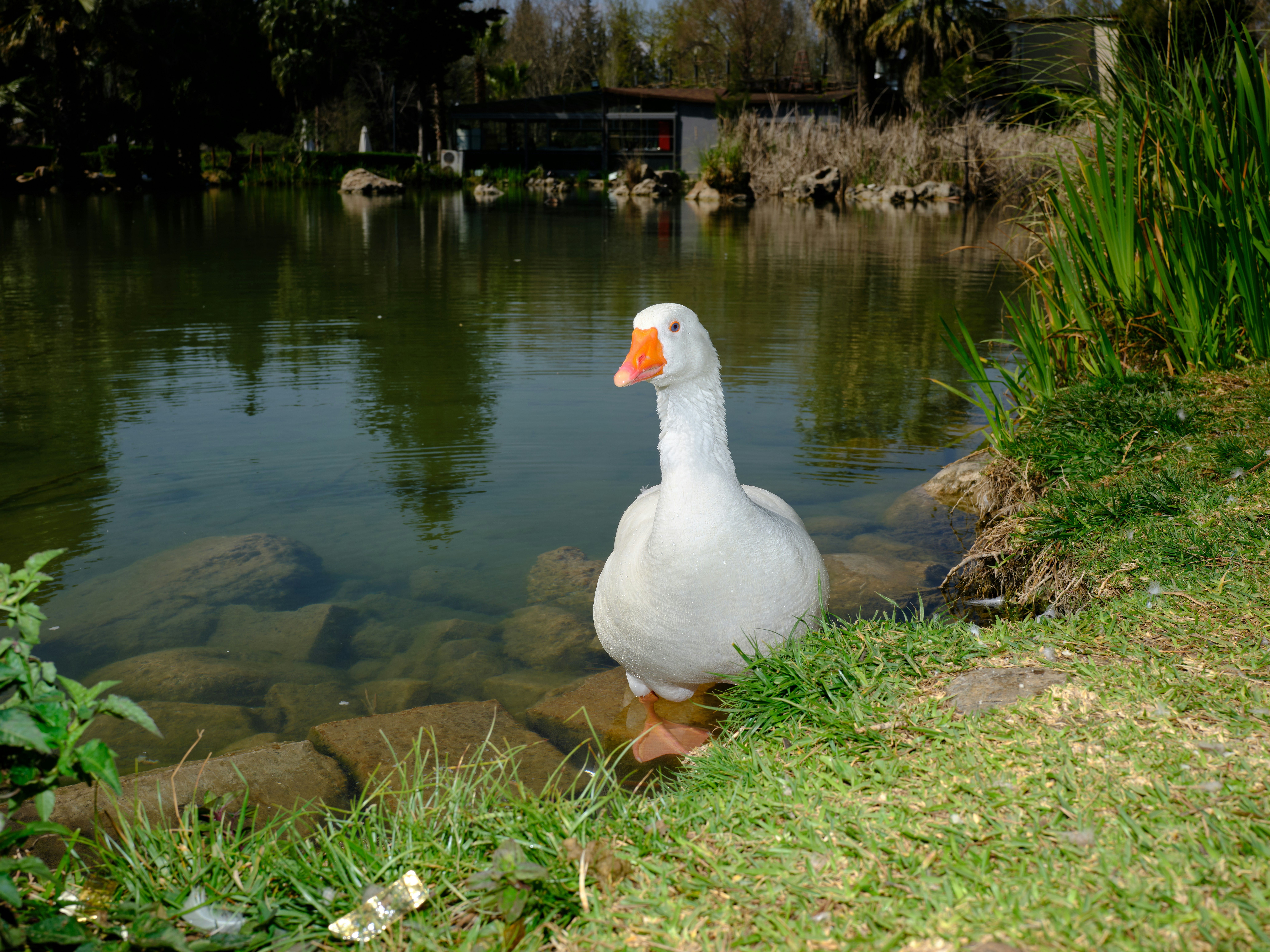 White Duck at the Pond: Quiet Green Banks and Clear Water