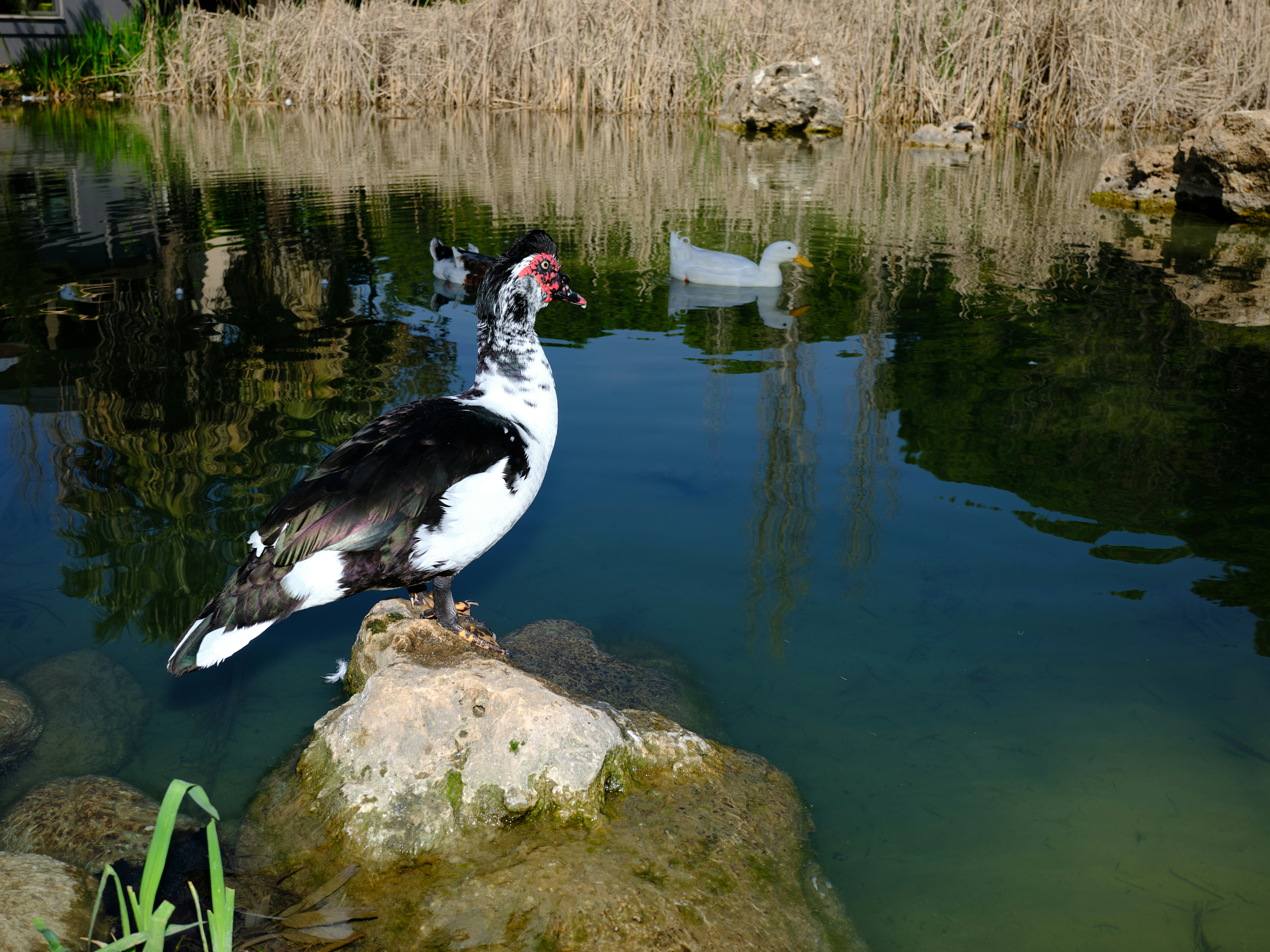Proud Moorhen on a Sunlit Rock Overlooking a Calm Pond