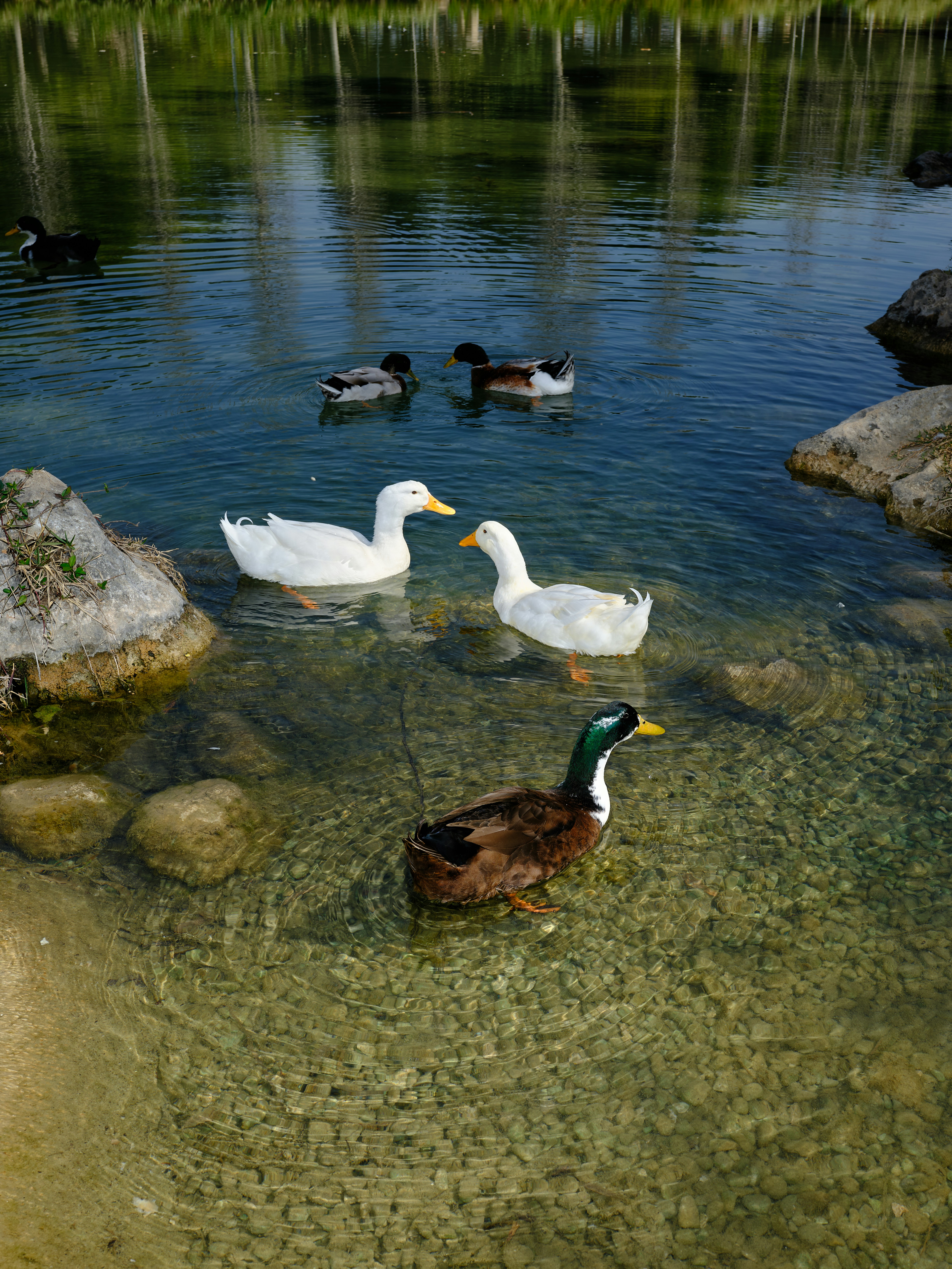Triple Float: White and Brown Ducks Gather in Clear Lake