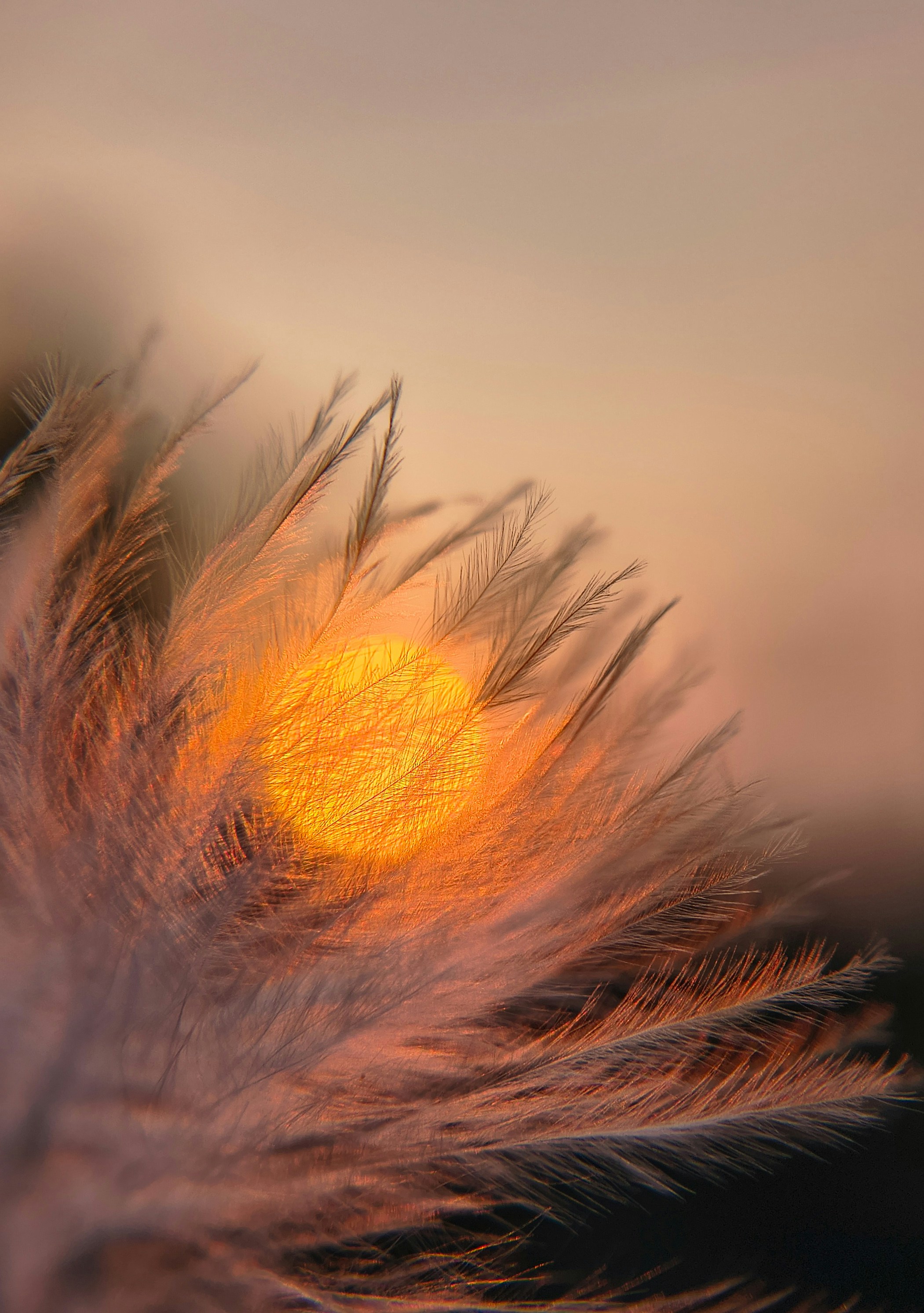 Sunlit Seed Plume: a微Macro Glow in Soft Focus