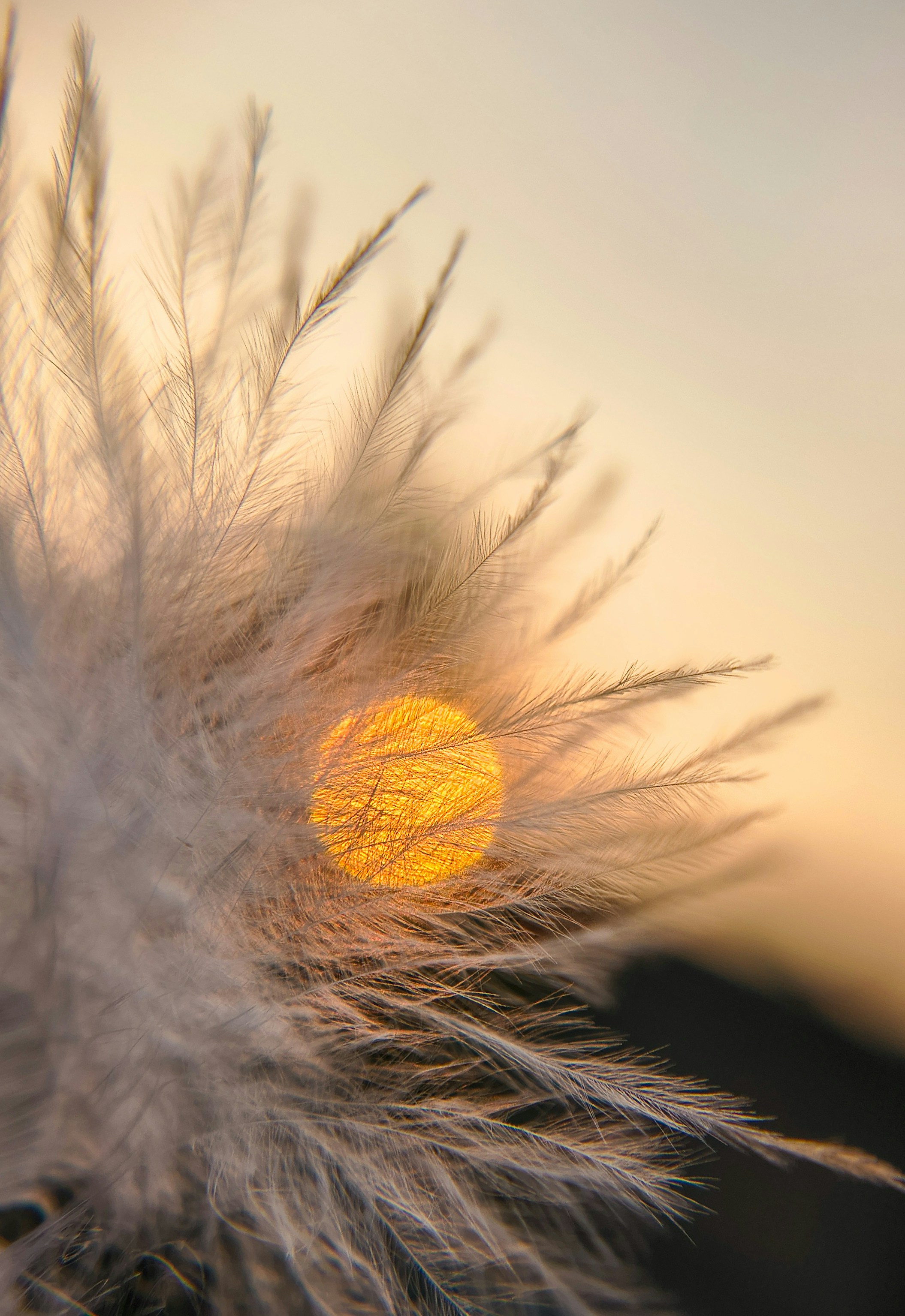Sunset Downy Bloom: A Puffed Seed Reaching Toward the Light